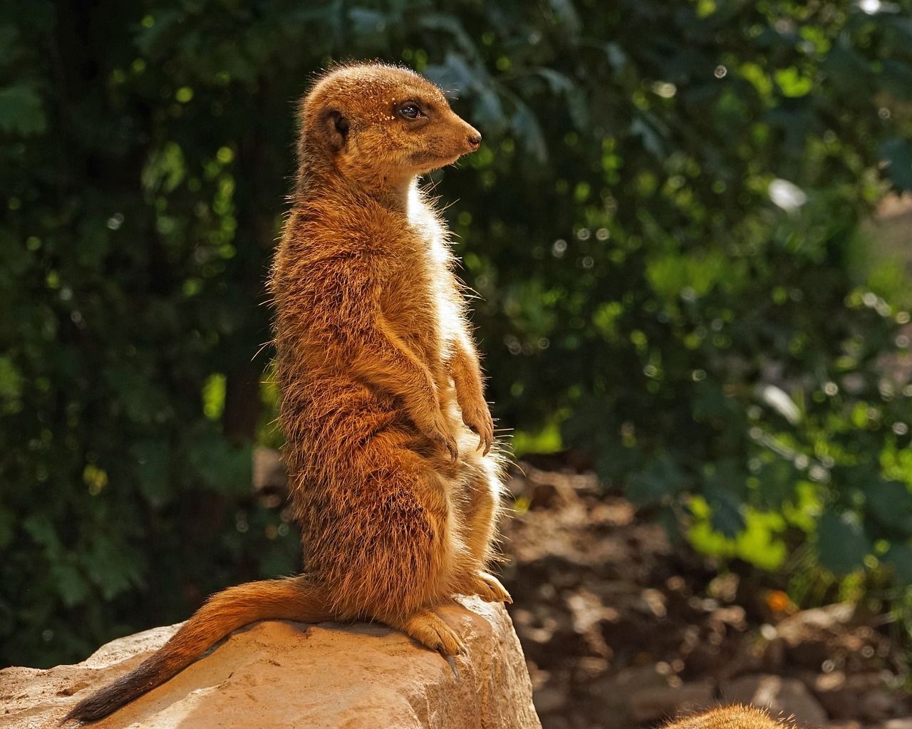 Mongoose Wallpapers - Top Free Mongoose Backgrounds - WallpaperAccess