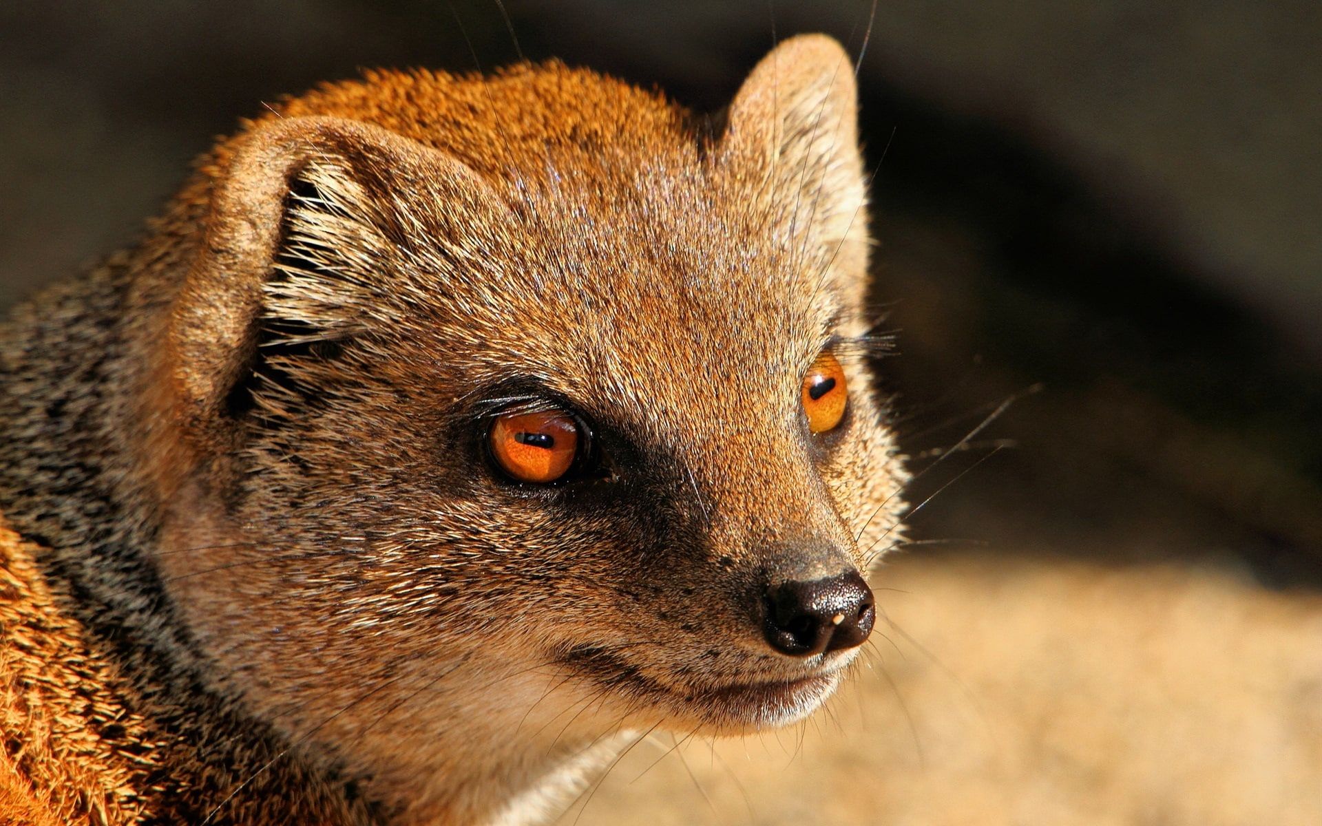 Mongoose Wallpapers - Top Free Mongoose Backgrounds - WallpaperAccess