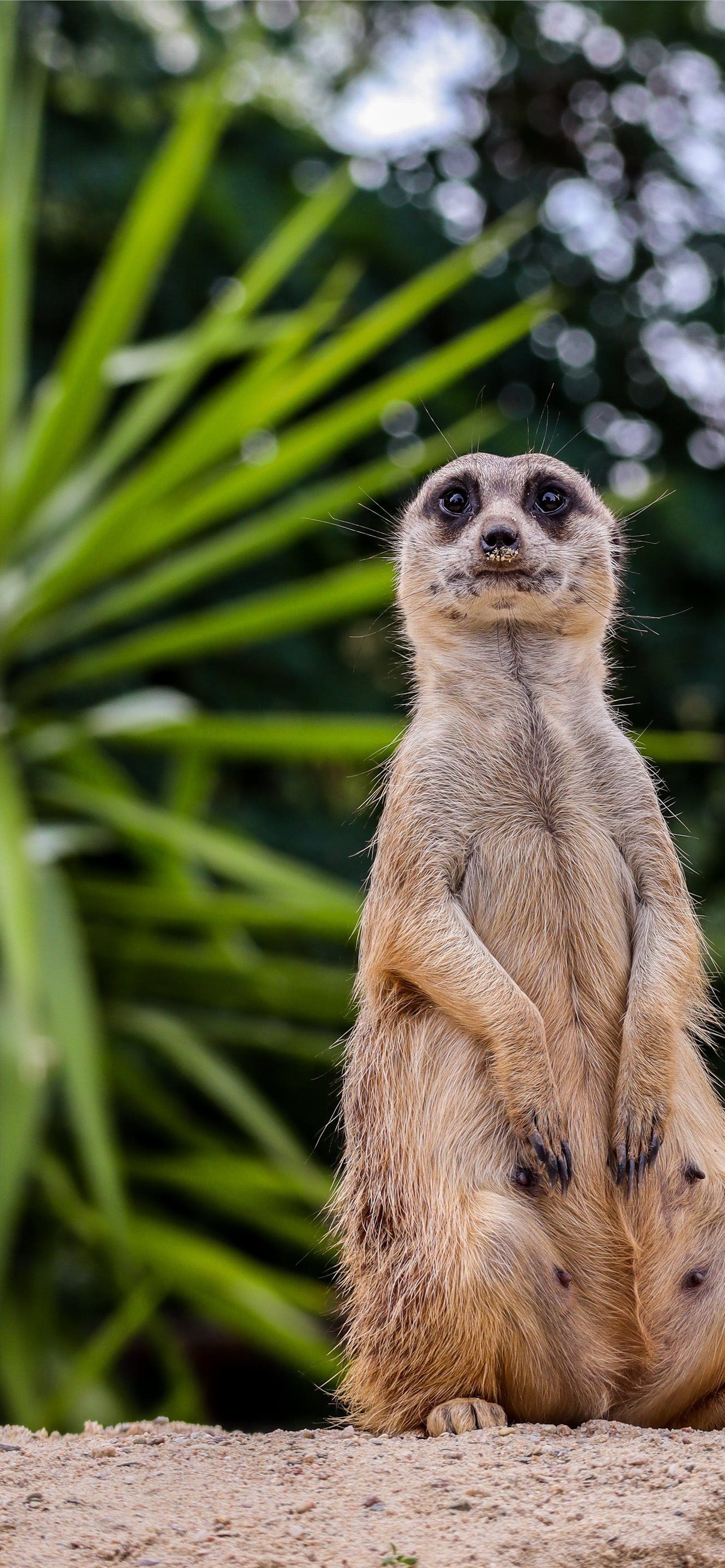 Mongoose Wallpapers - Top Free Mongoose Backgrounds - WallpaperAccess