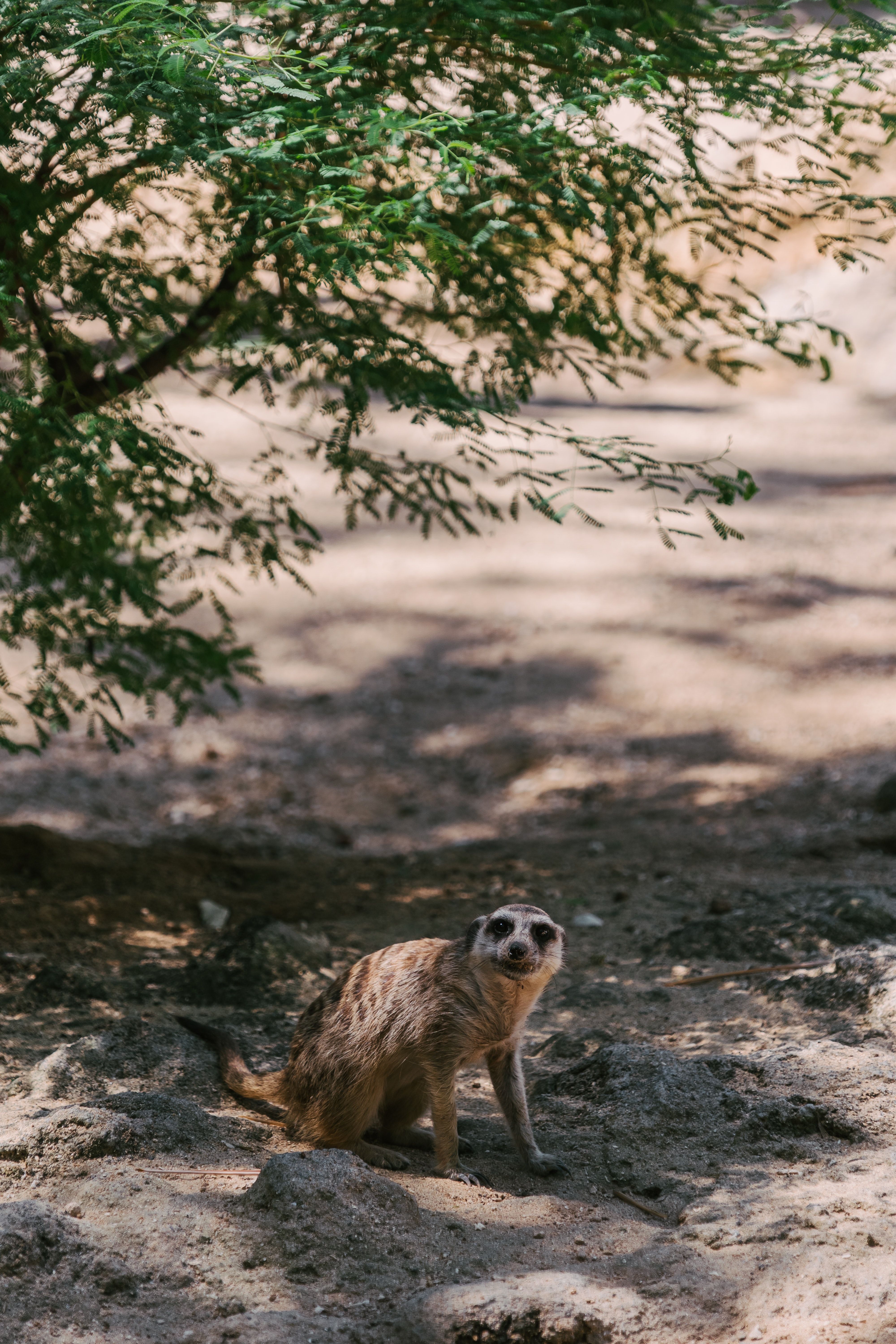 Mongoose Wallpapers - Top Free Mongoose Backgrounds - WallpaperAccess