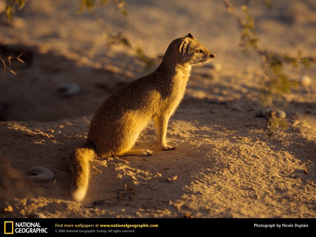 Mongoose Wallpapers - Top Free Mongoose Backgrounds - WallpaperAccess