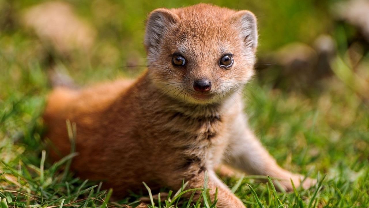 Mongoose Wallpapers - Top Free Mongoose Backgrounds - WallpaperAccess