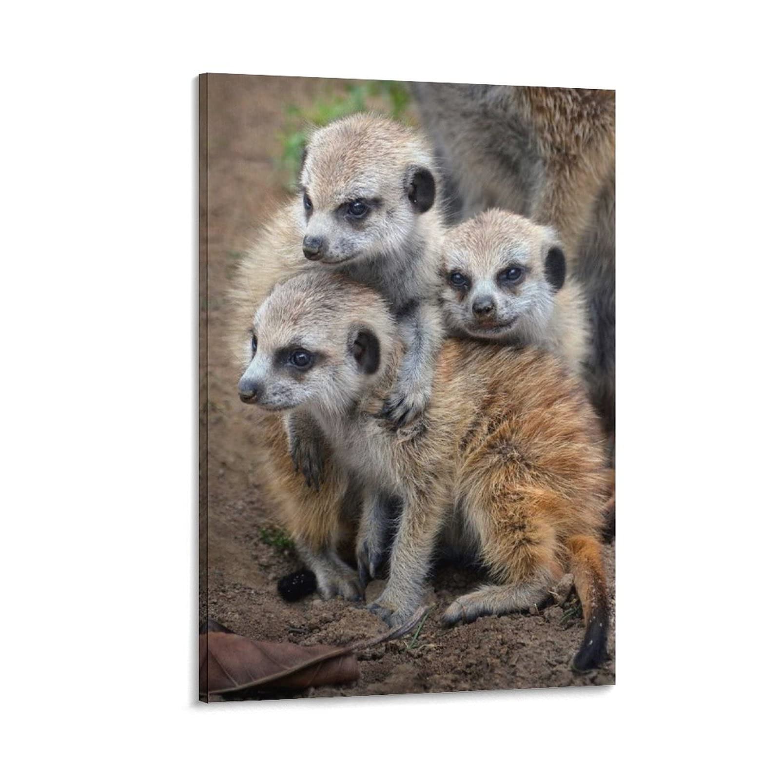 Mongoose Wallpapers - Top Free Mongoose Backgrounds - WallpaperAccess Mongoose Wallpapers - Top Free Mongoose Backgrounds - WallpaperAccess