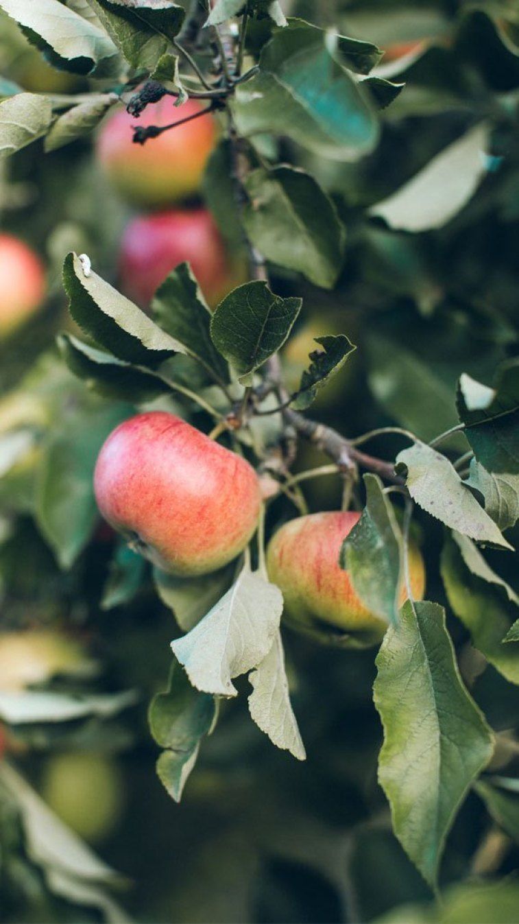 Apple Orchard Wallpapers - Top Free Apple Orchard Backgrounds ...