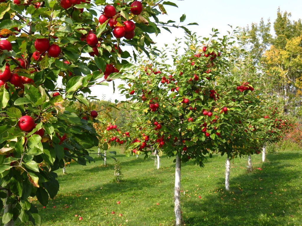 Apple Orchard Wallpapers - Top Free Apple Orchard Backgrounds ...