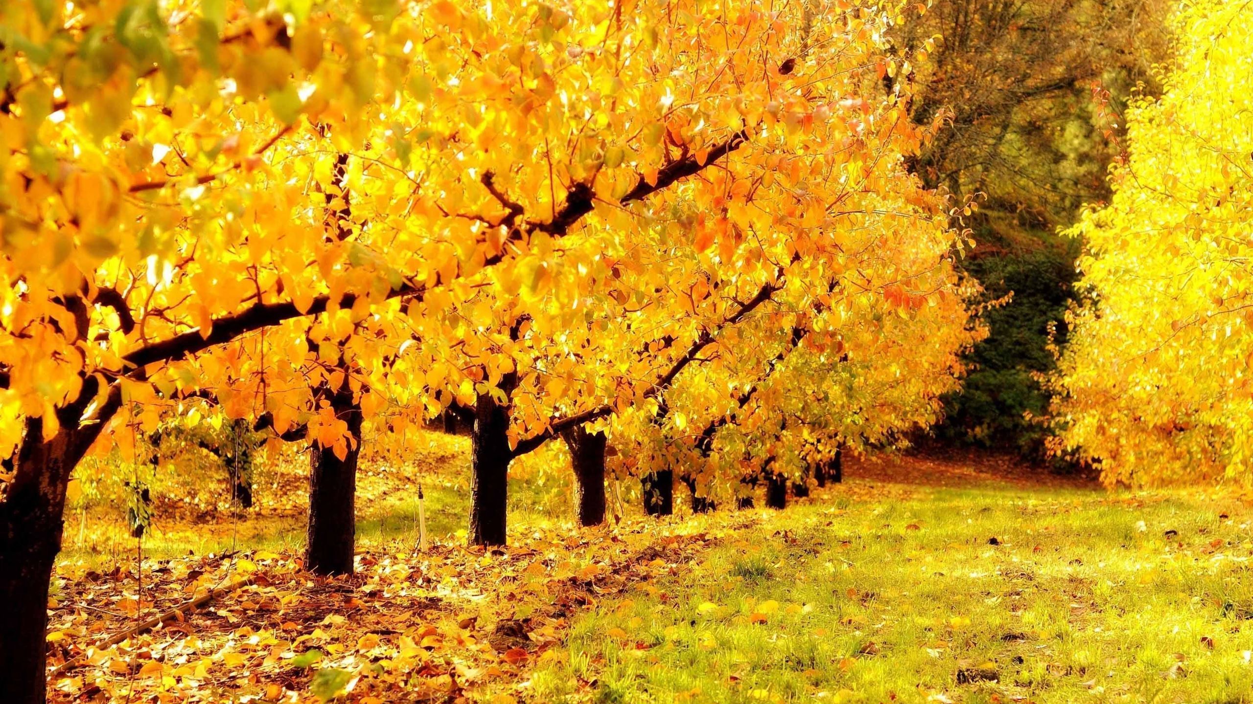 Apple Orchard Wallpapers - Top Free Apple Orchard Backgrounds ...