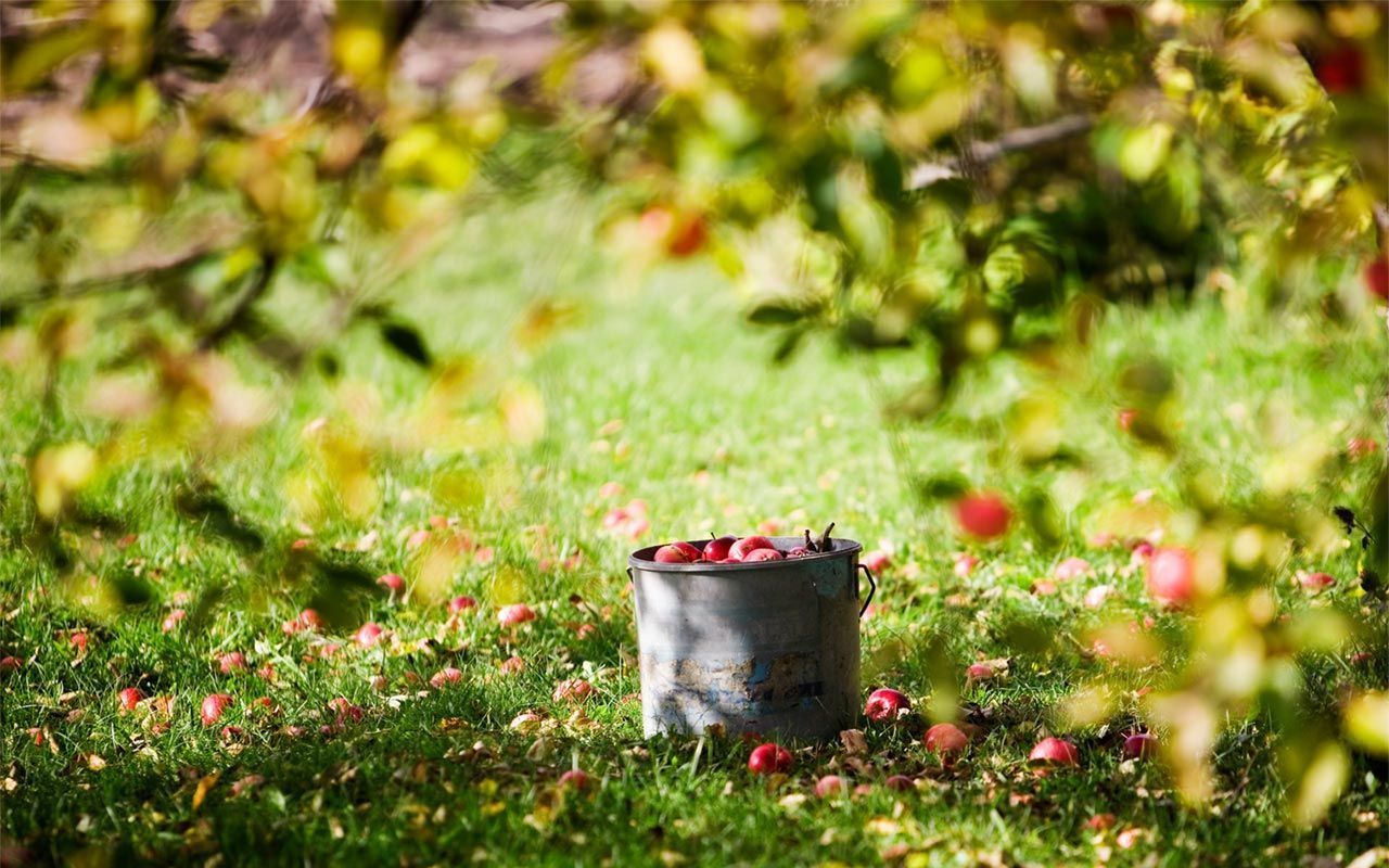 Apple Orchard Wallpapers - Top Free Apple Orchard Backgrounds ...