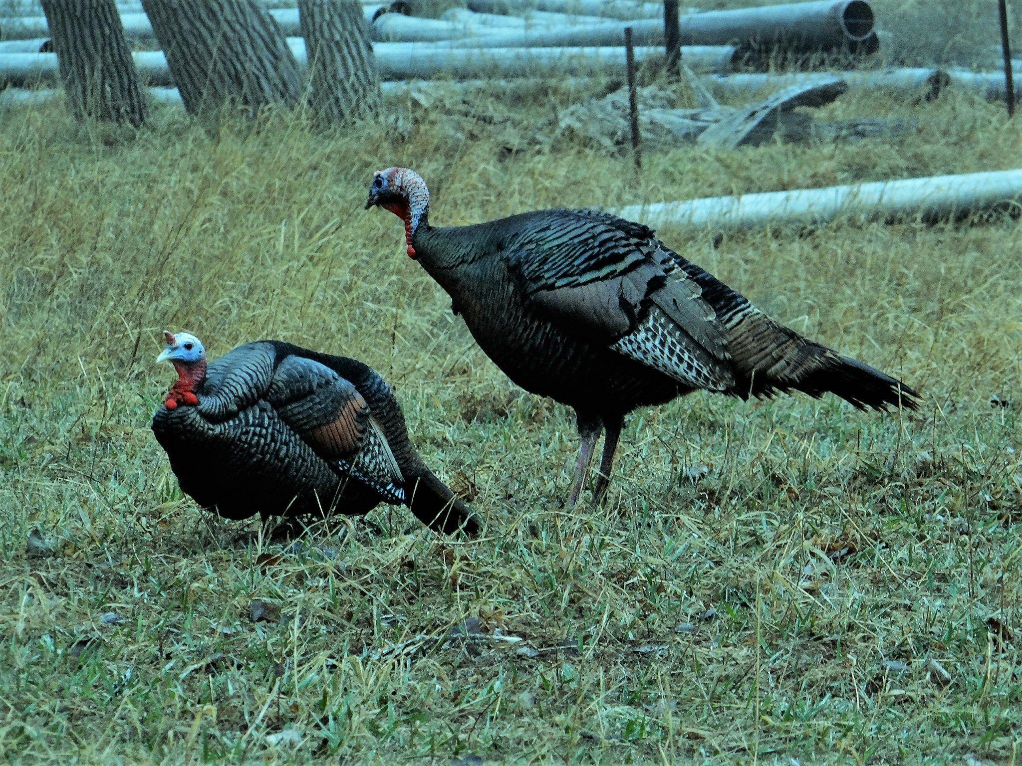 Spring Gobbler Wallpapers - Top Free Spring Gobbler Backgrounds ...