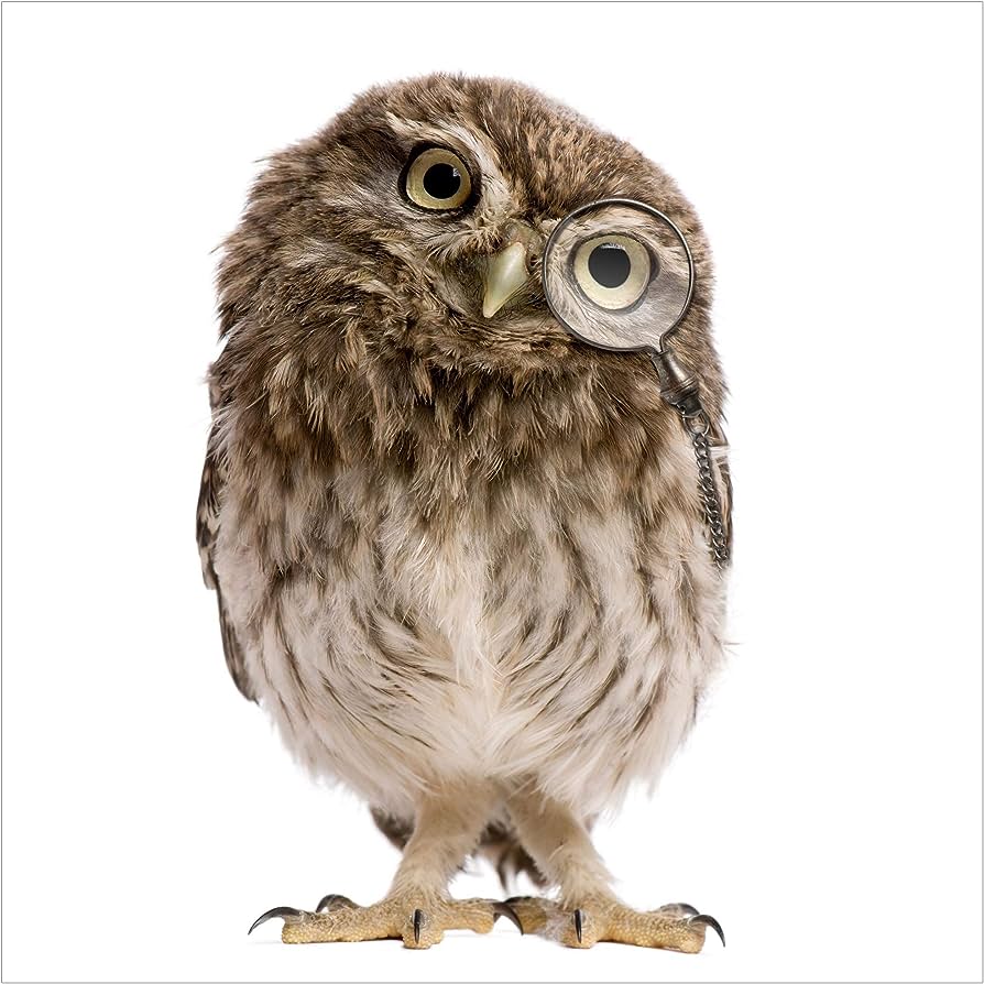 Owl Drawing Wallpapers - Top Free Owl Drawing Backgrounds - WallpaperAccess