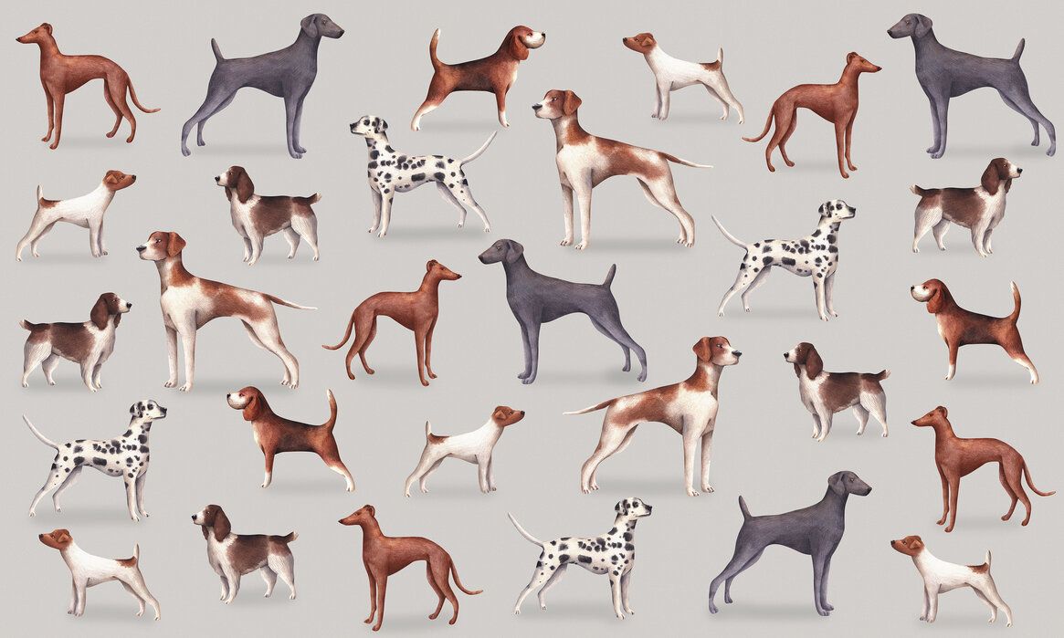 Dog Breeds Wallpapers - Top Free Dog Breeds Backgrounds - WallpaperAccess