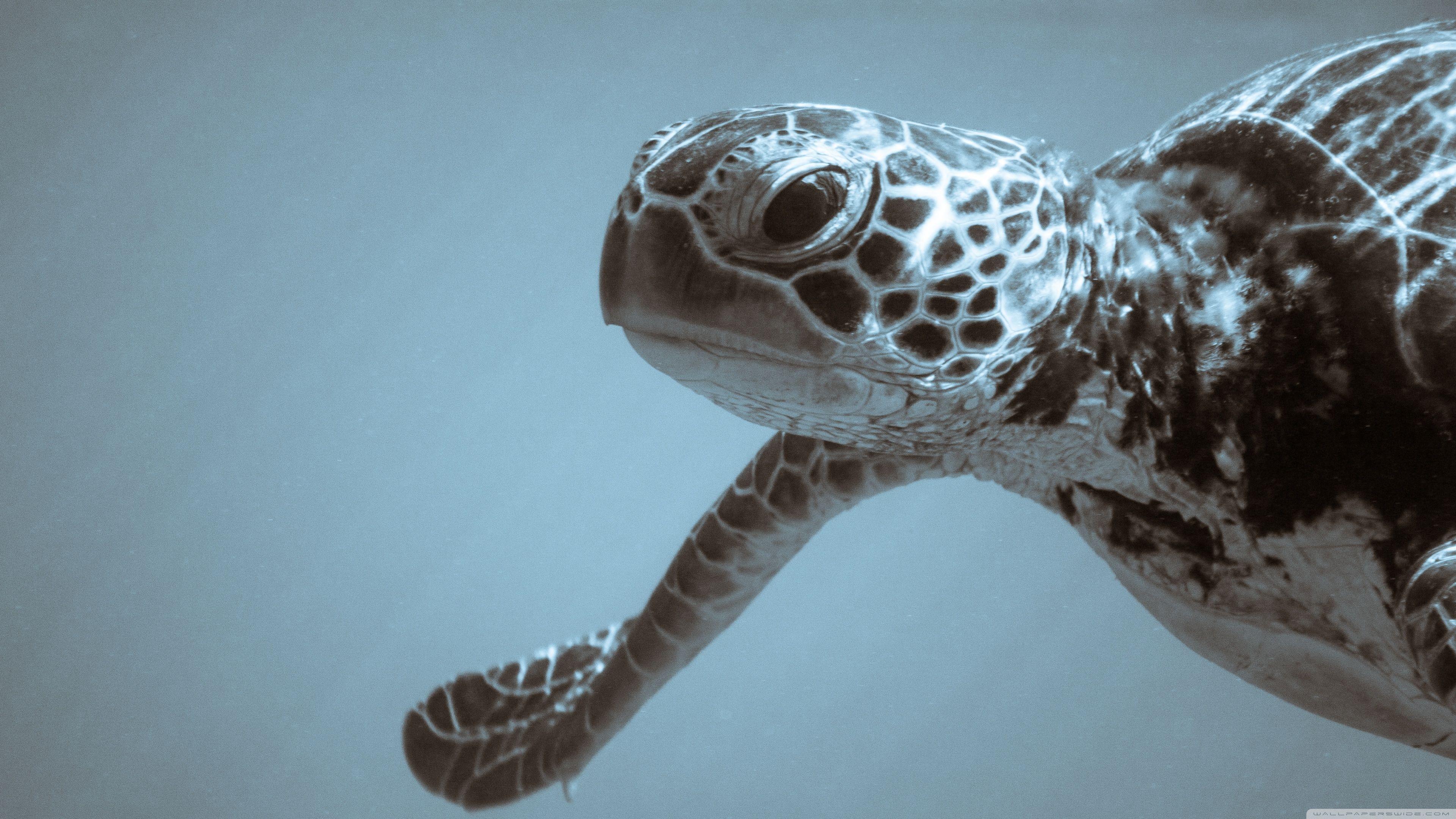 4K Turtle Wallpapers - Top Free 4K Turtle Backgrounds - WallpaperAccess