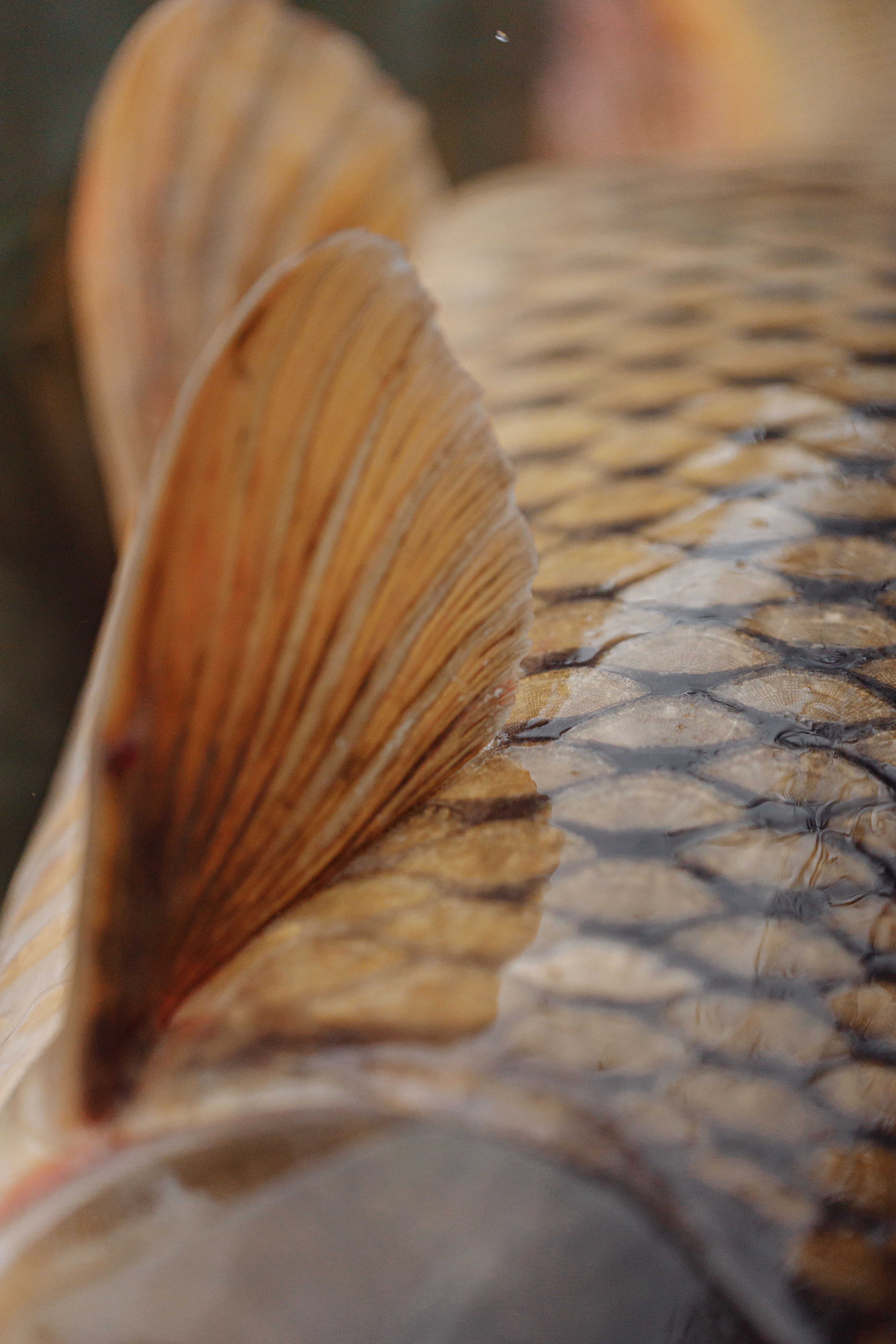 Carp Fish Wallpapers - Top Free Carp Fish Backgrounds - WallpaperAccess