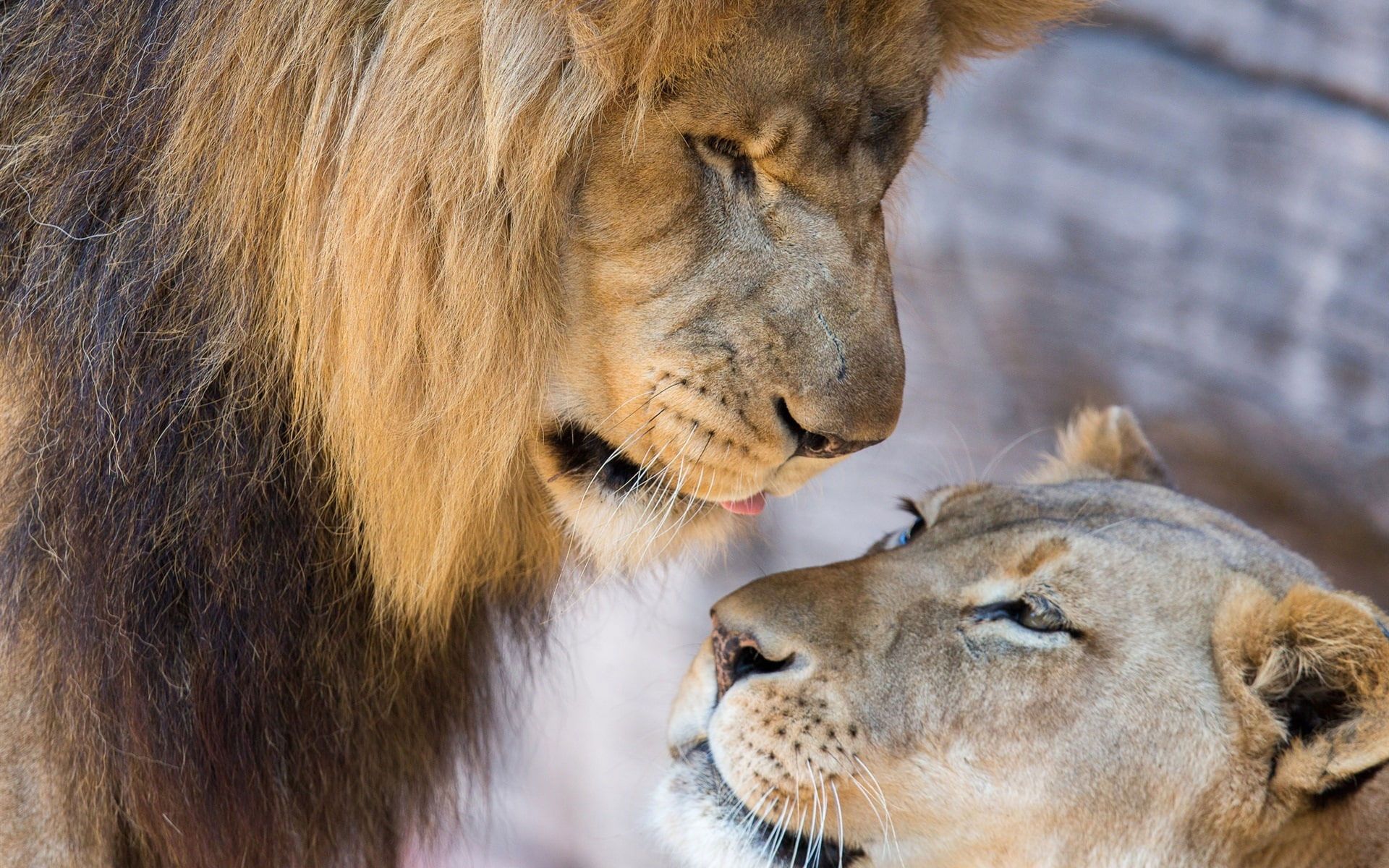 Lion Love Wallpapers - Top Free Lion Love Backgrounds - WallpaperAccess
