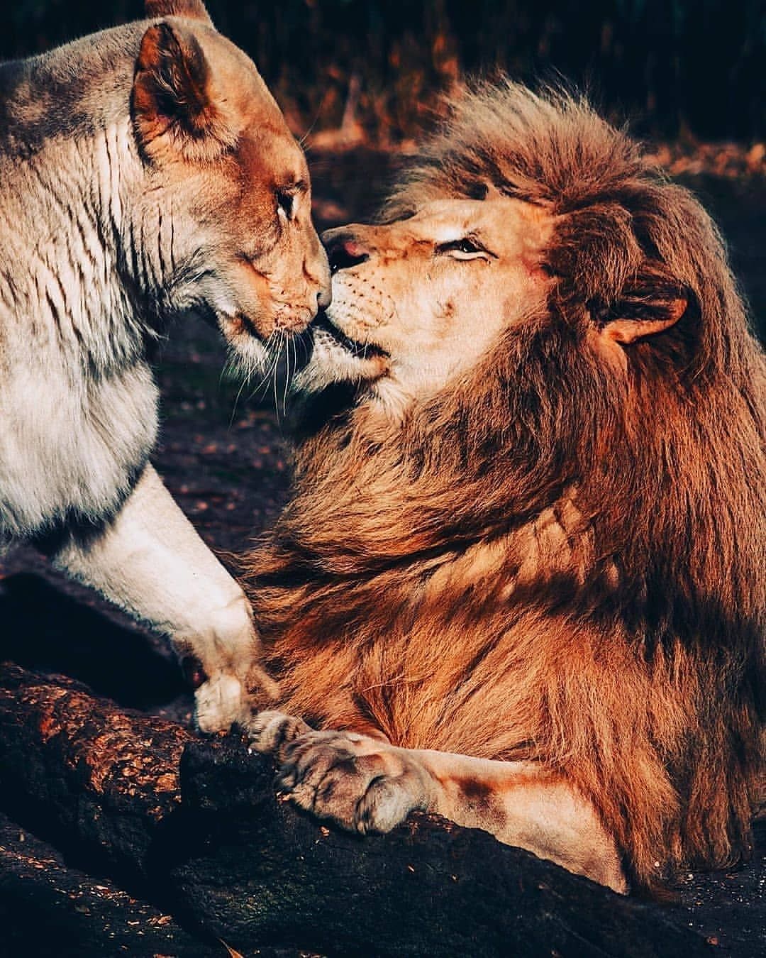 Lion Love Wallpapers - Top Free Lion Love Backgrounds - WallpaperAccess