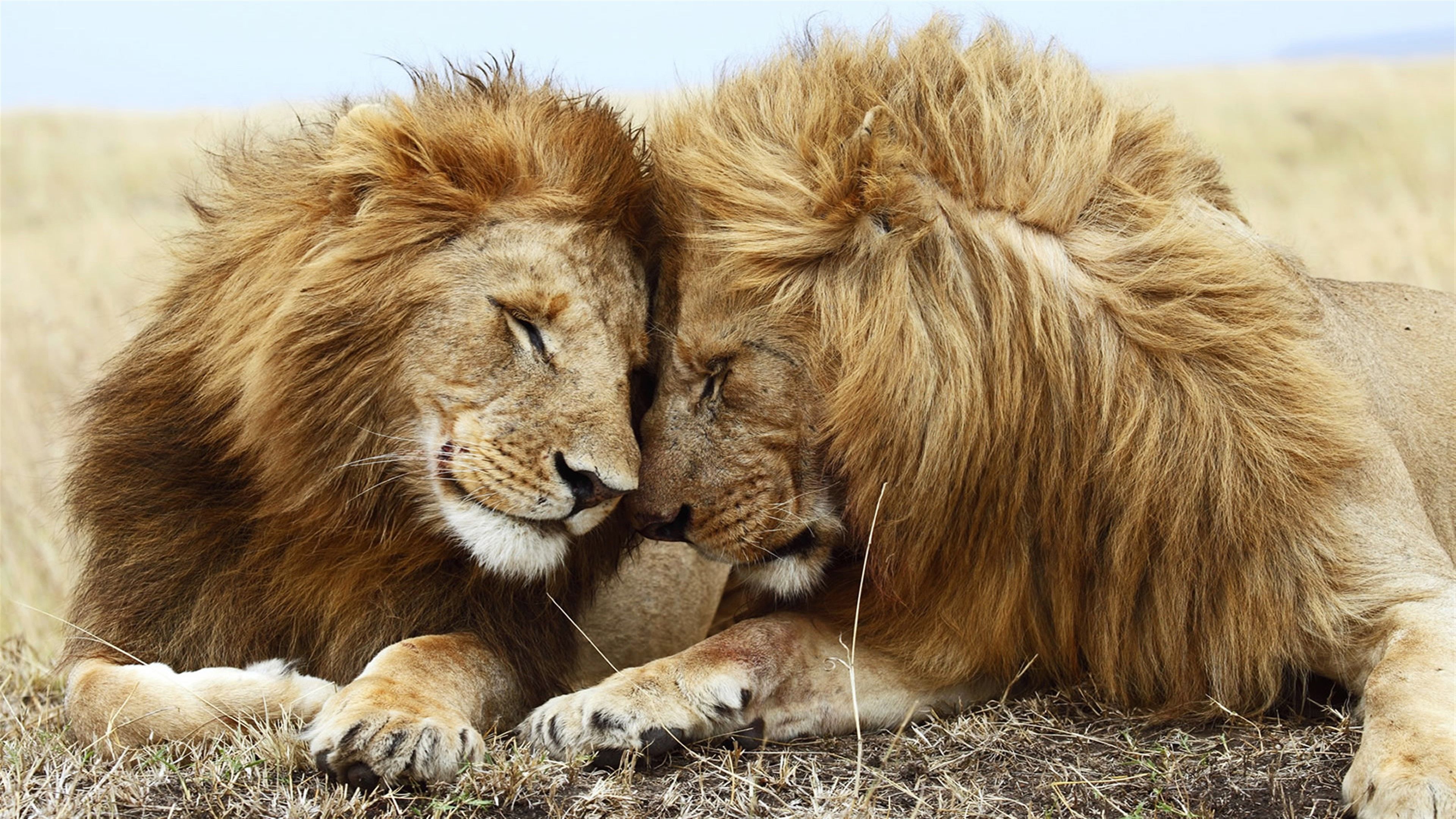 Lion Love Wallpapers - Top Free Lion Love Backgrounds - WallpaperAccess
