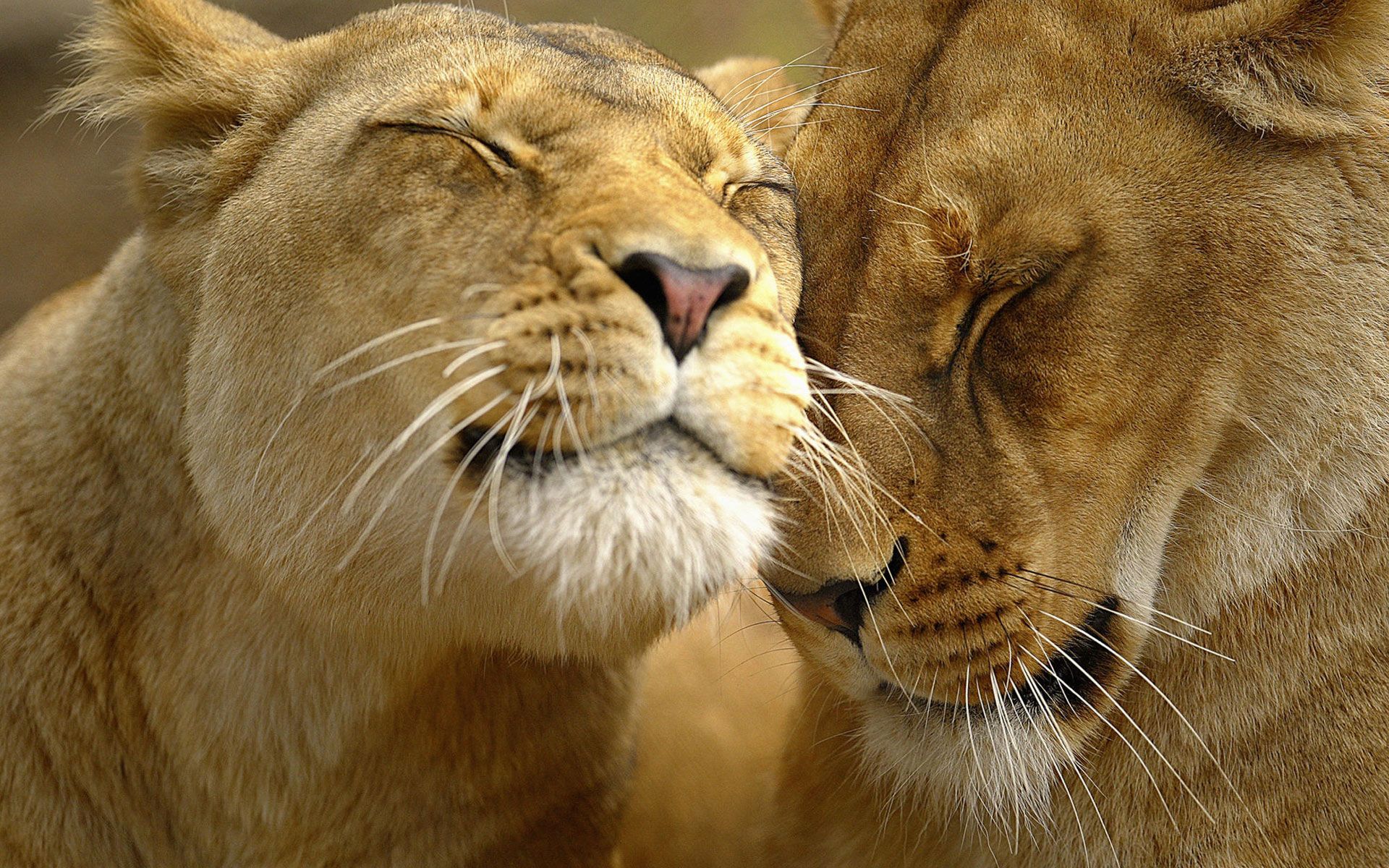 Lion Love Wallpapers - Top Free Lion Love Backgrounds - WallpaperAccess