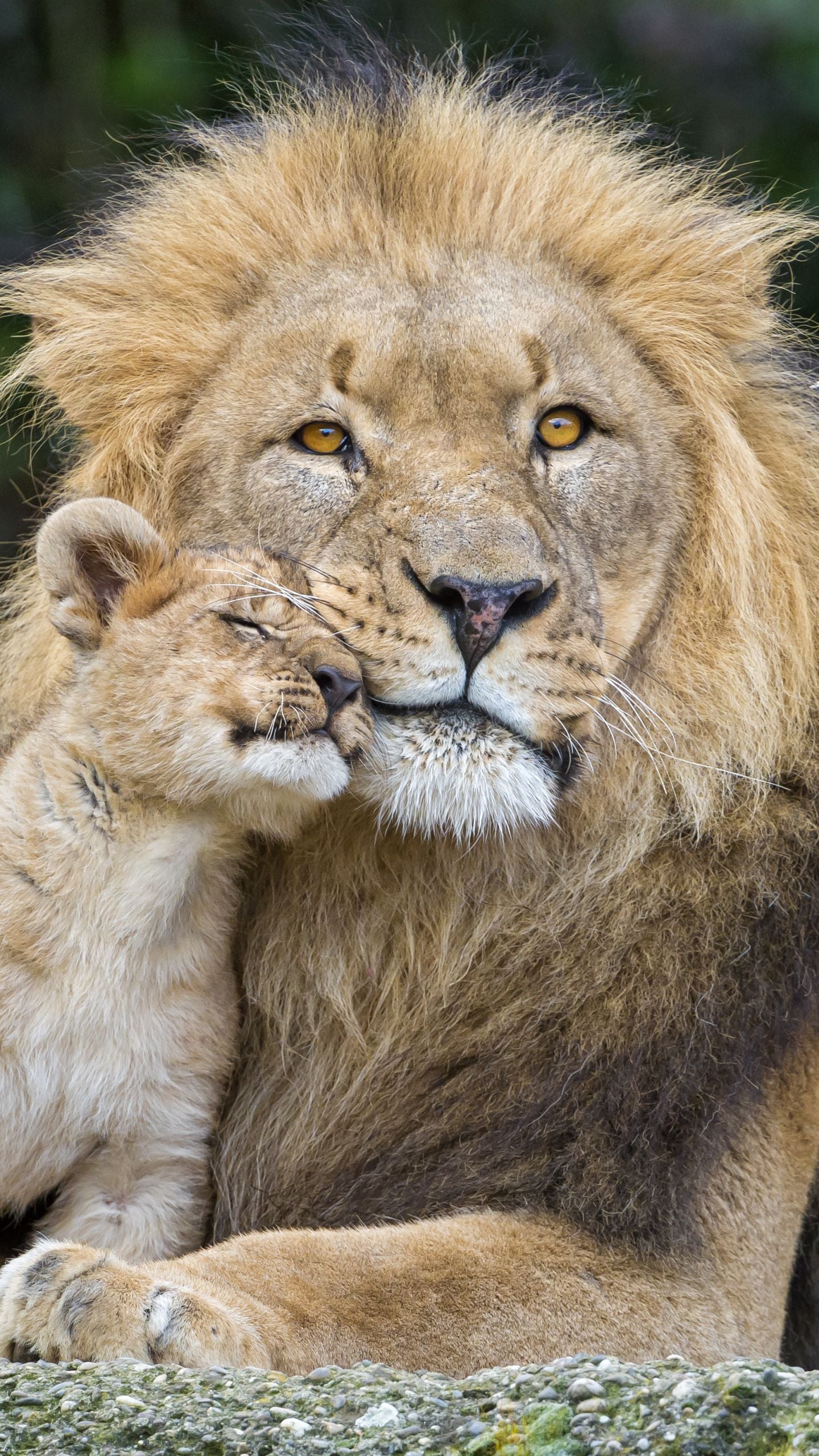 Lion Love Wallpapers - Top Free Lion Love Backgrounds - WallpaperAccess