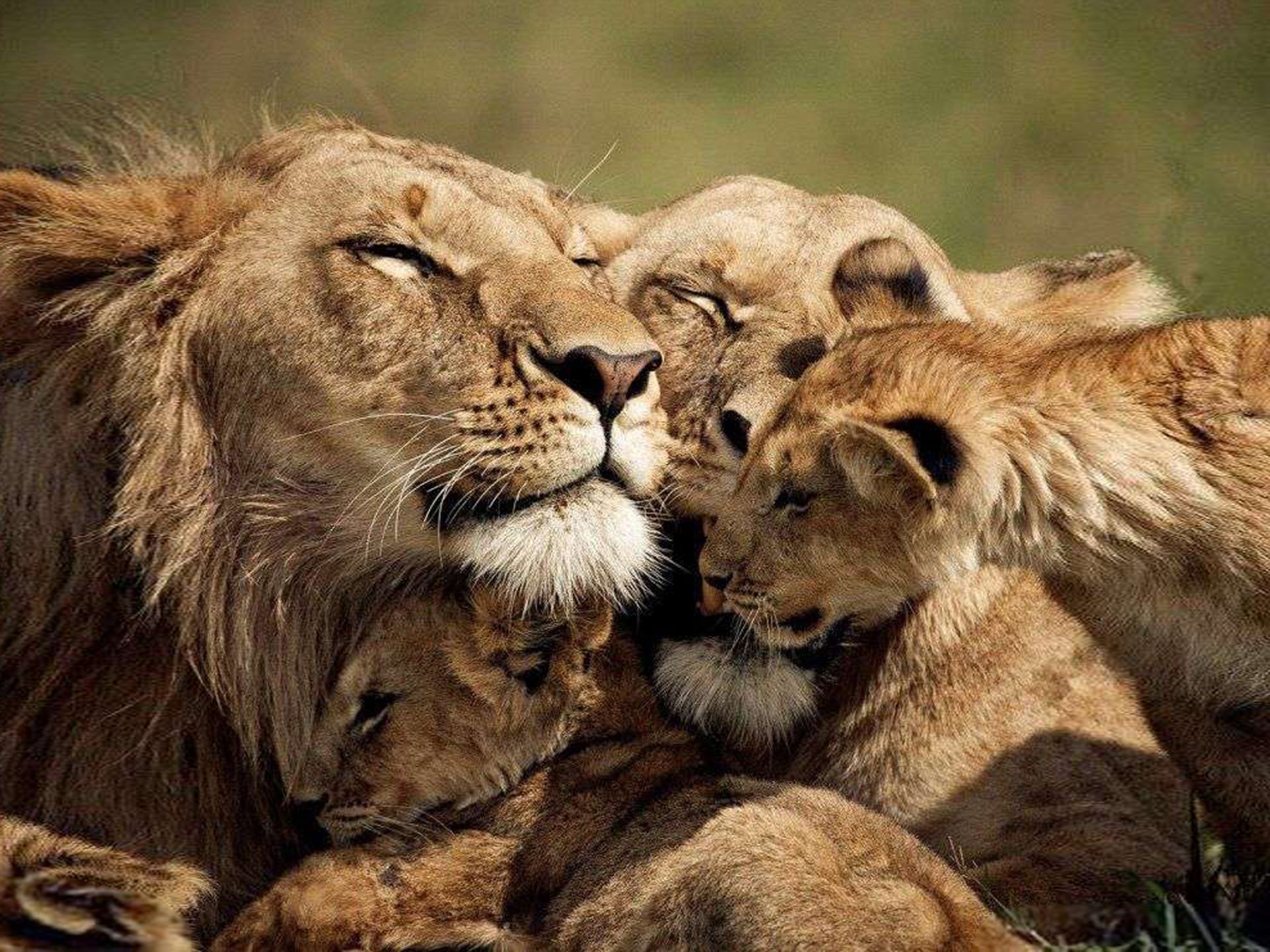 Lion Love Wallpapers - Top Free Lion Love Backgrounds - WallpaperAccess
