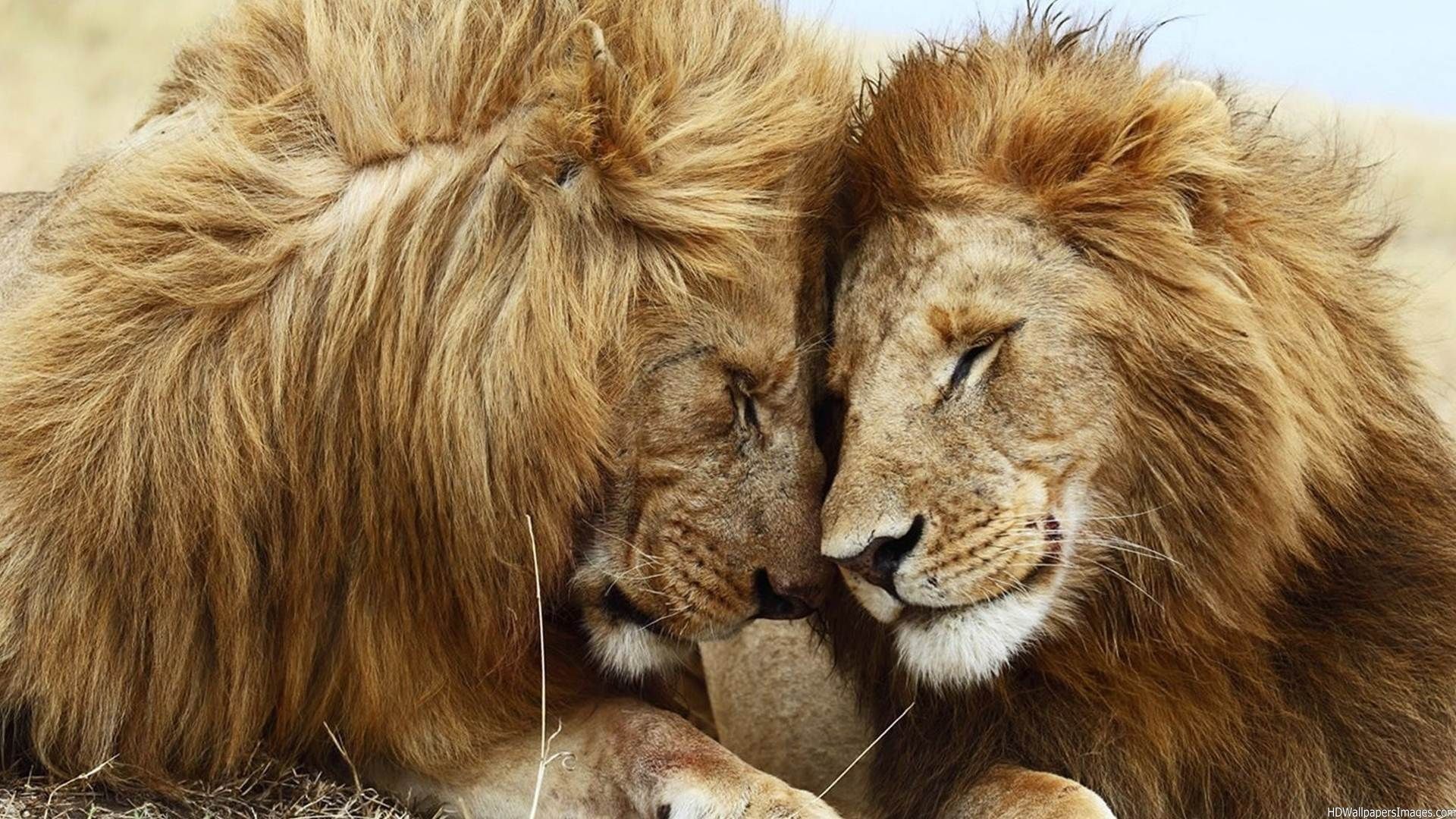 Lion Love Wallpapers - Top Free Lion Love Backgrounds - WallpaperAccess