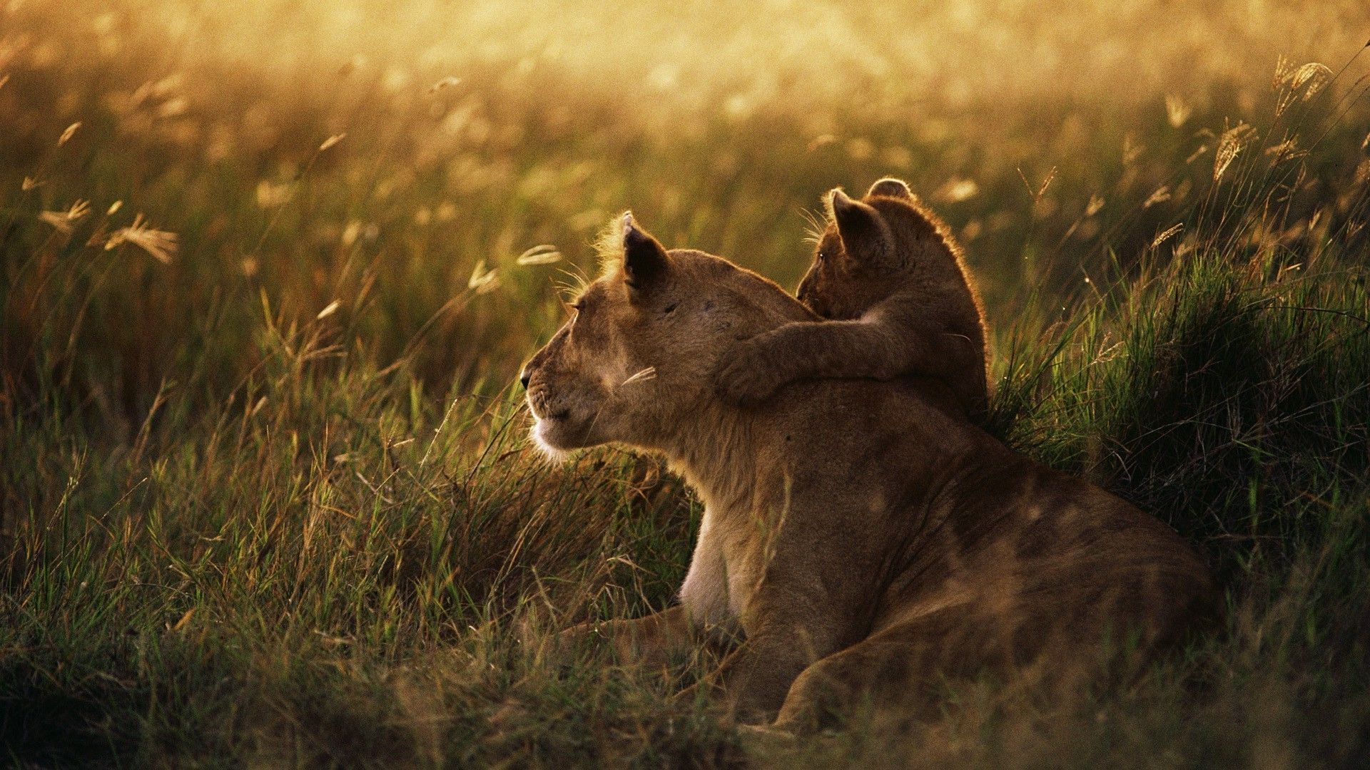 Lion Love Wallpapers - Top Free Lion Love Backgrounds - WallpaperAccess