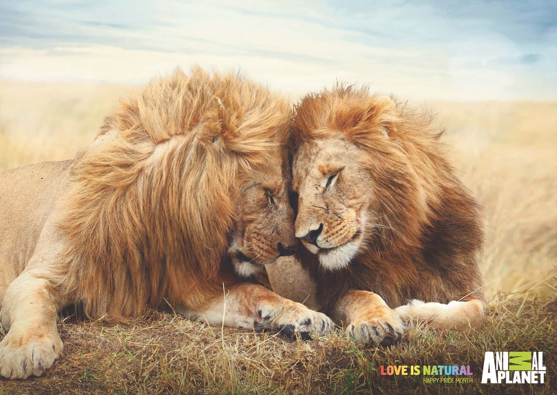 Lion Love Wallpapers - Top Free Lion Love Backgrounds - WallpaperAccess