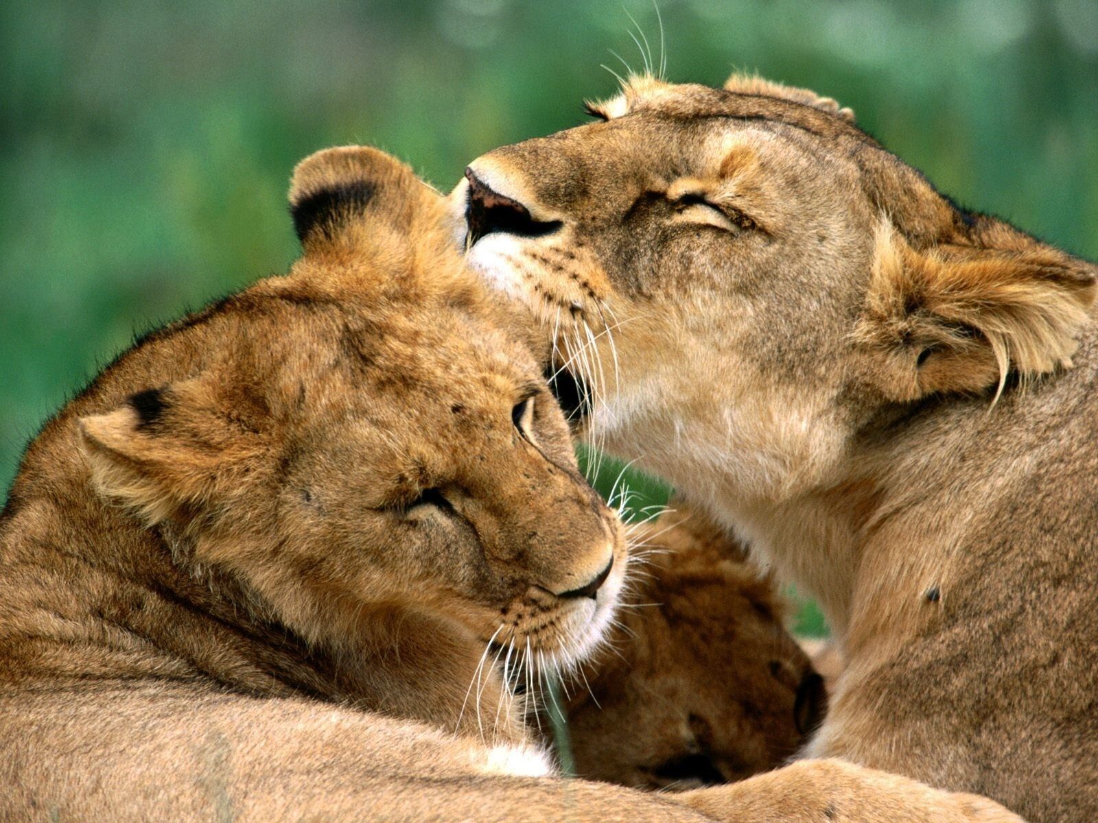 Lion Love Wallpapers - Top Free Lion Love Backgrounds - WallpaperAccess
