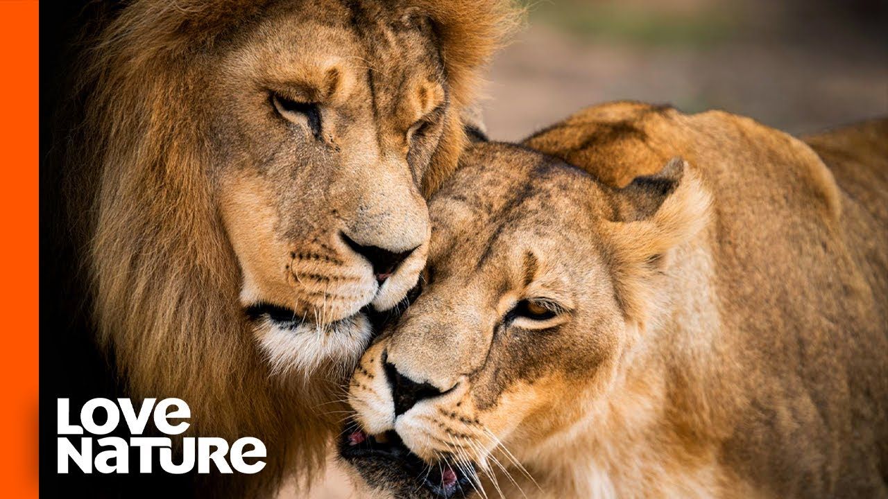 Lion Love Wallpapers - Top Free Lion Love Backgrounds - WallpaperAccess