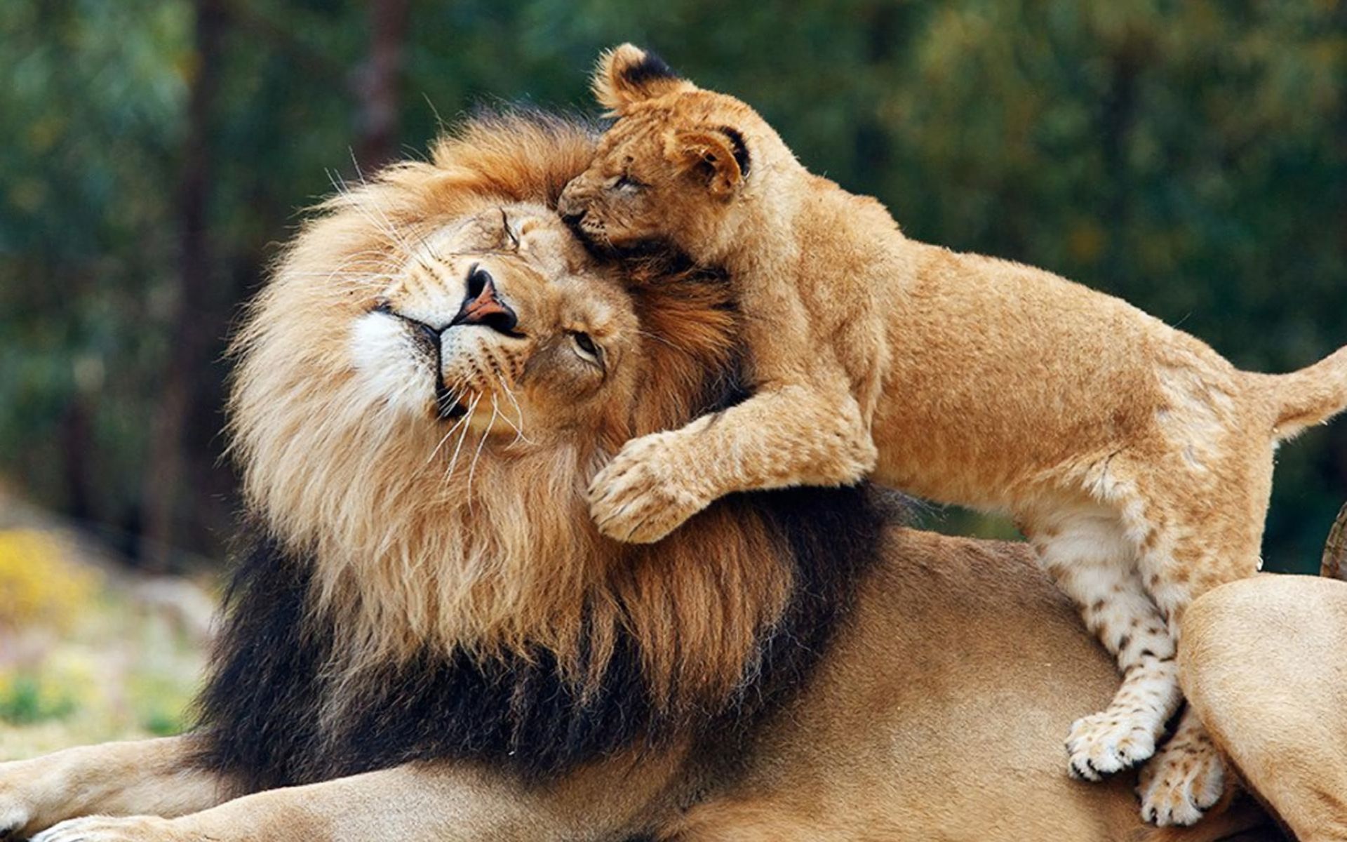 Lion Love Wallpapers - Top Free Lion Love Backgrounds - WallpaperAccess