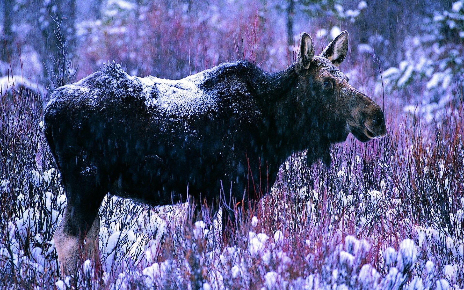 Cute Moose Desktop Wallpapers - Top Free Cute Moose Desktop Backgrounds ...