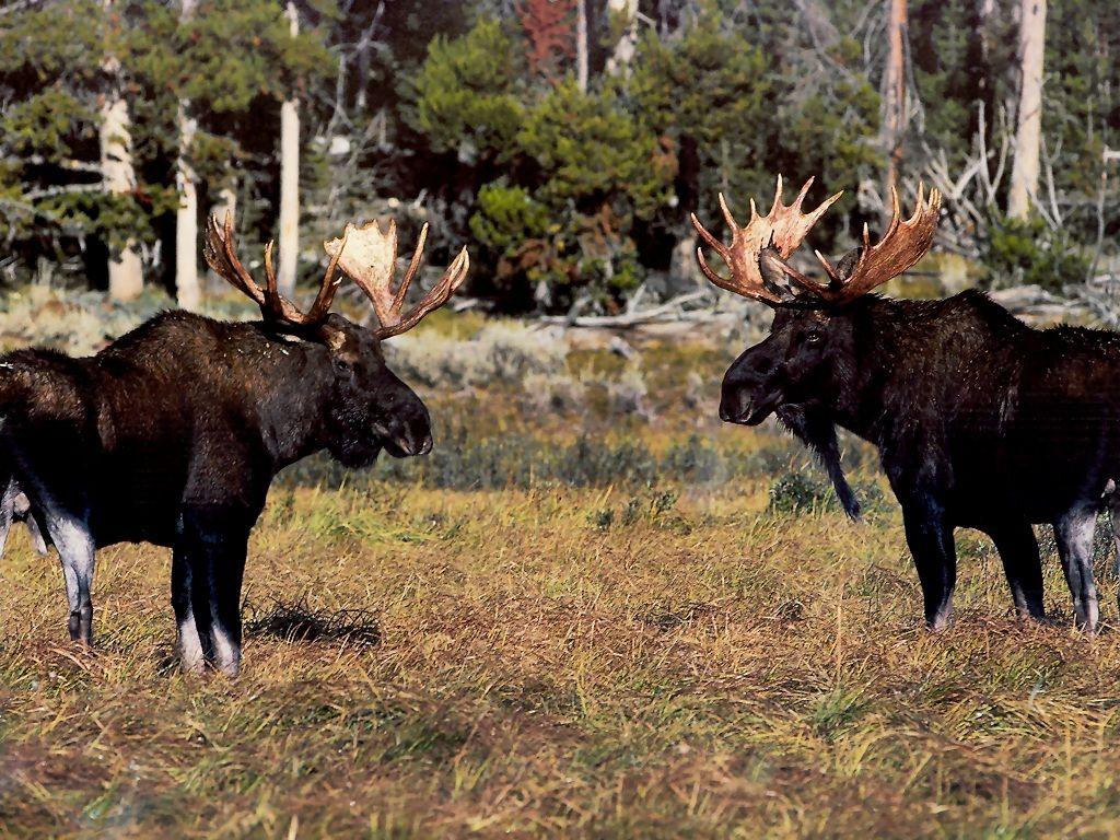 Cute Moose Desktop Wallpapers - Top Free Cute Moose Desktop Backgrounds ...