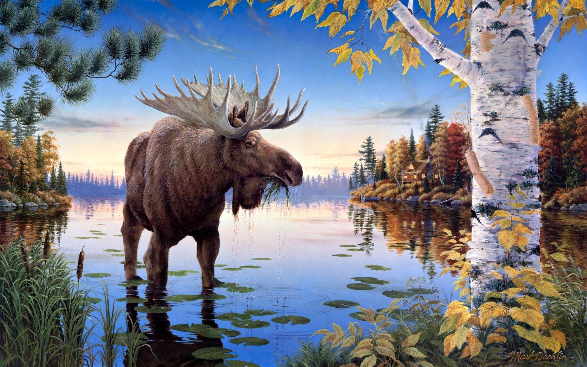Cute Moose Desktop Wallpapers - Top Free Cute Moose Desktop Backgrounds ...