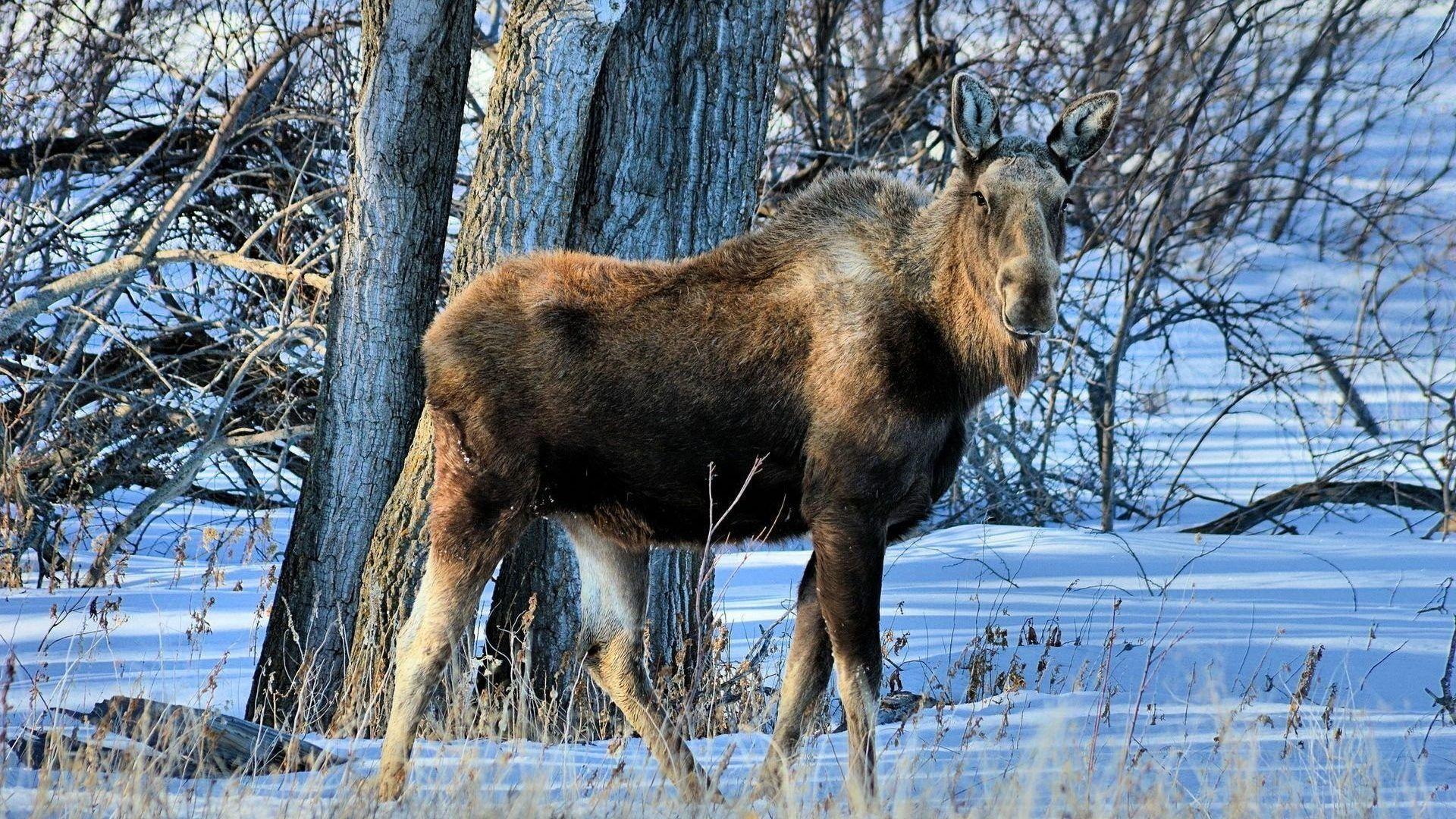 Cute Moose Desktop Wallpapers - Top Free Cute Moose Desktop Backgrounds ...