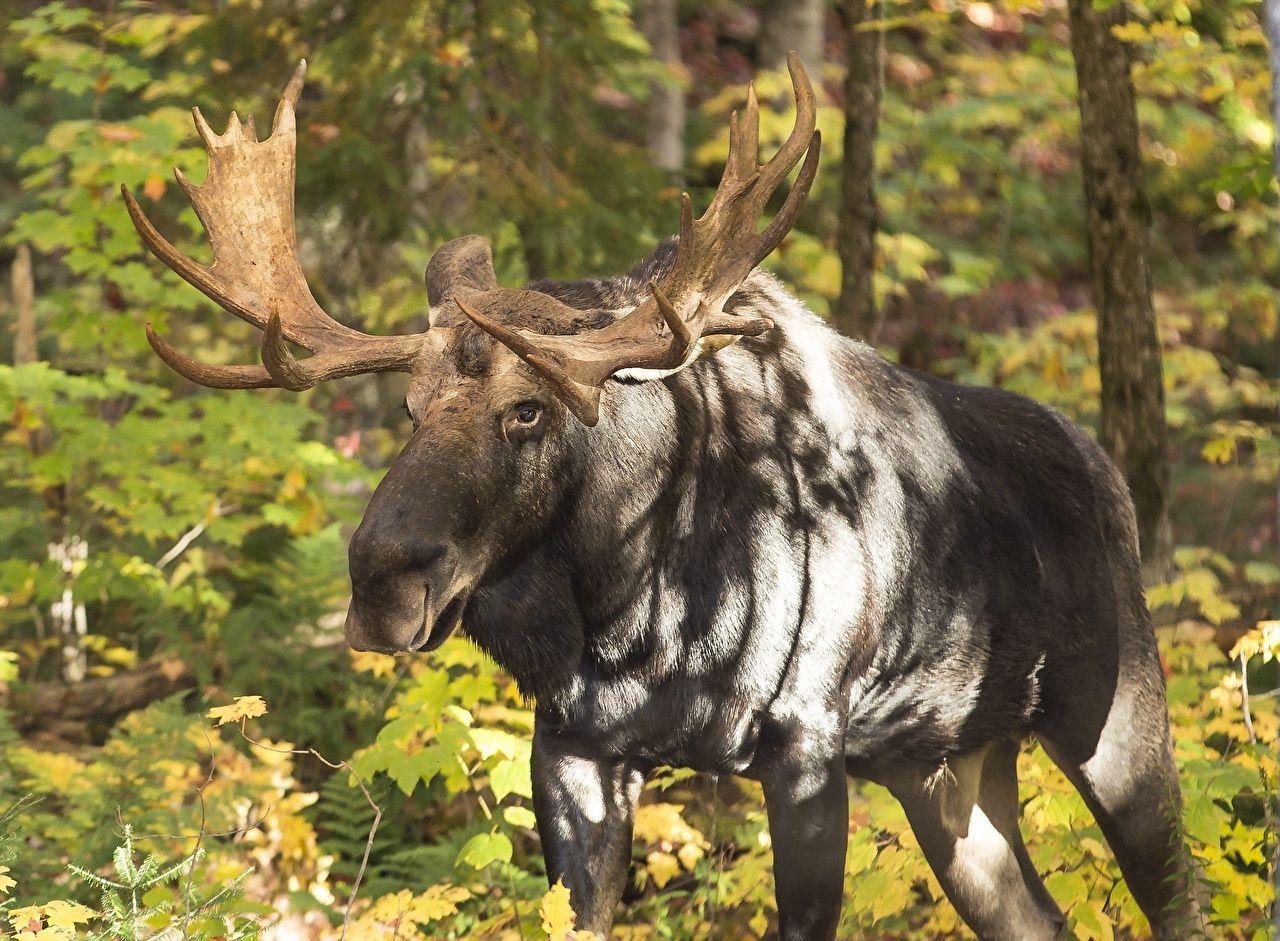 Cute Moose Desktop Wallpapers - Top Free Cute Moose Desktop Backgrounds ...