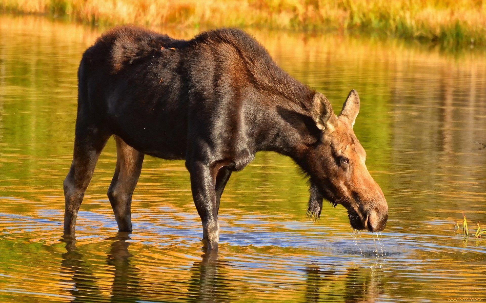 Cute Moose Desktop Wallpapers - Top Free Cute Moose Desktop Backgrounds ...