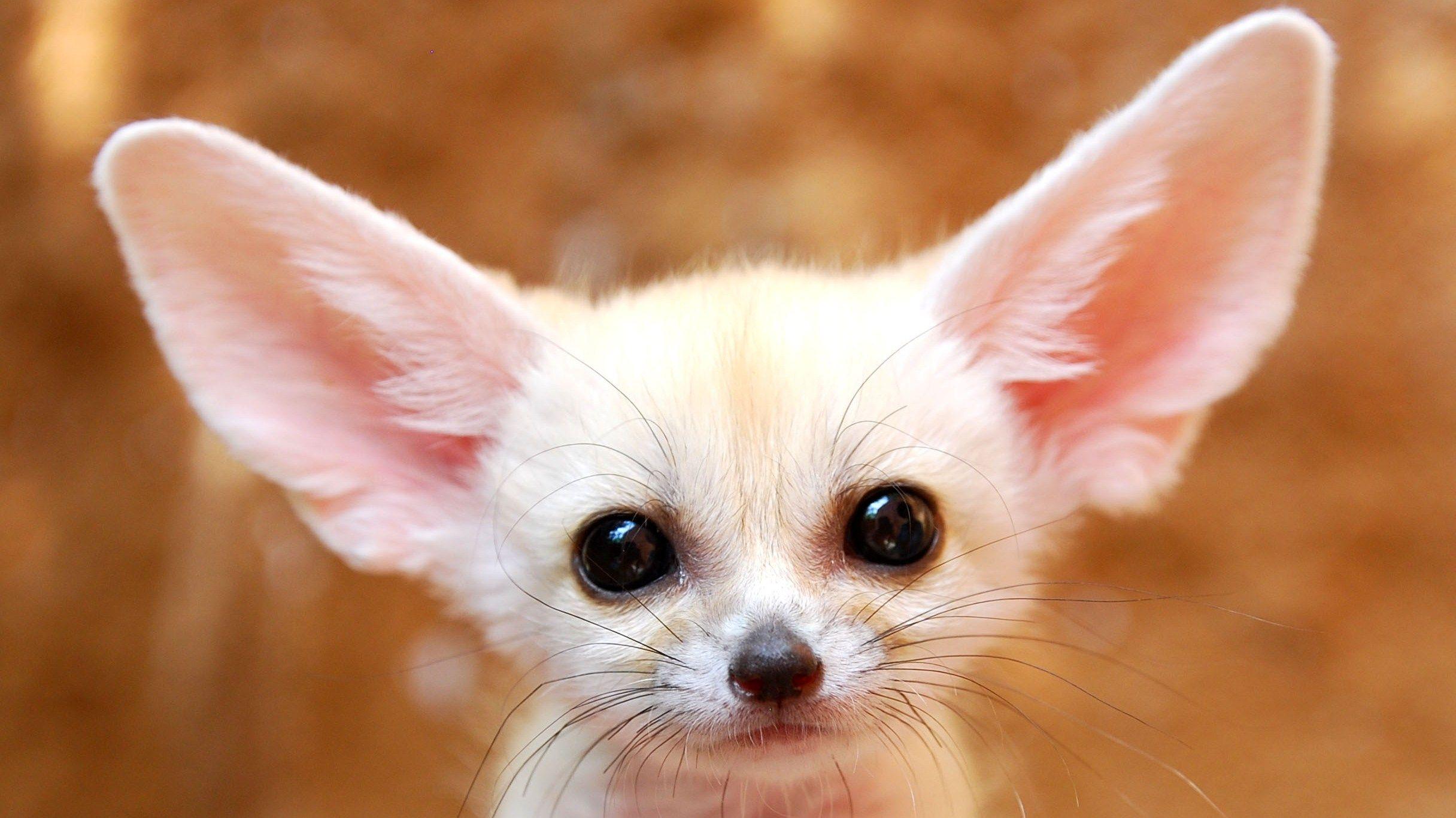 Fennec Fox Animal Wallpapers - Top Free Fennec Fox Animal Backgrounds - WallpaperAccess