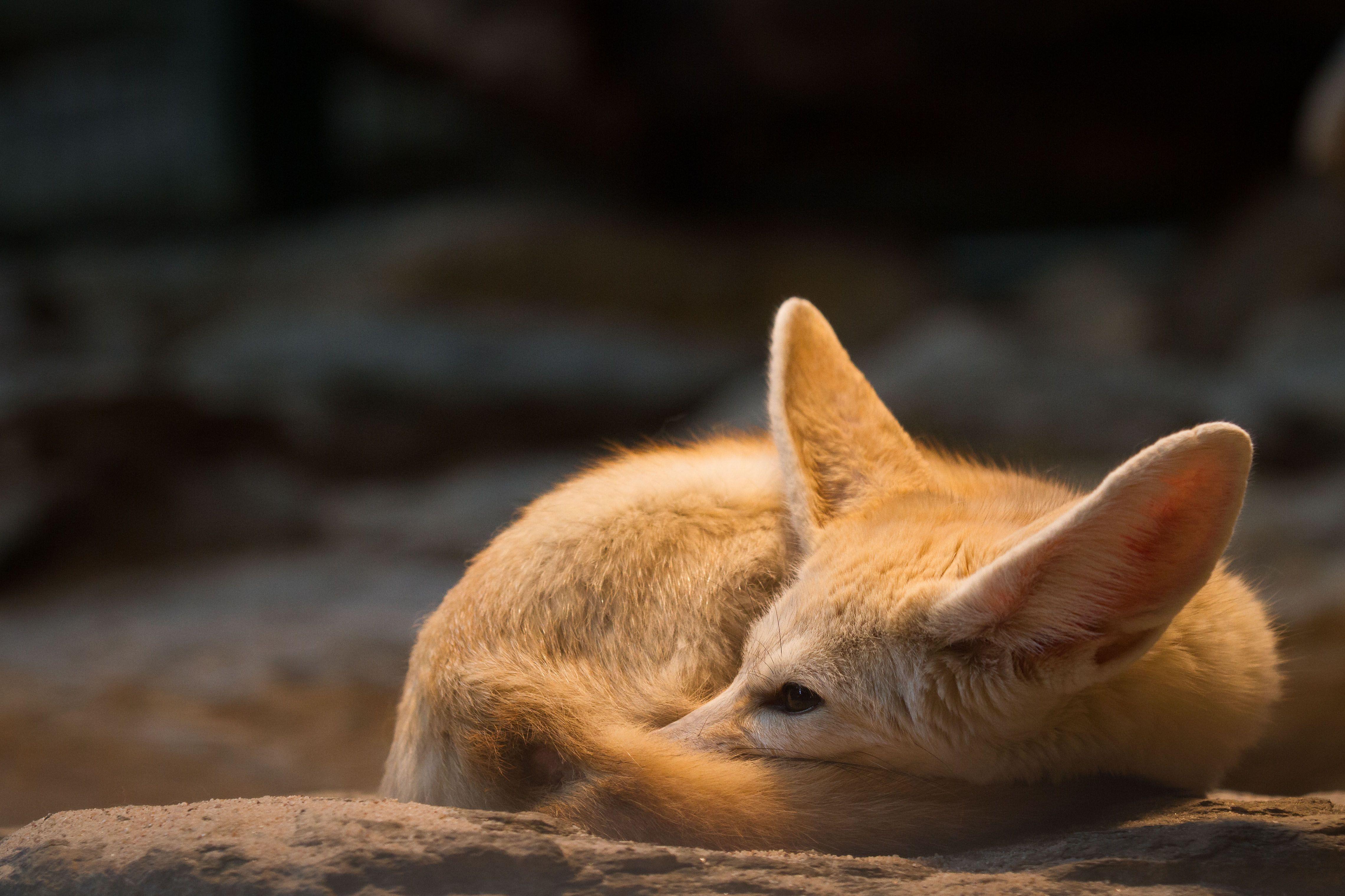 Fennec Fox Animal Wallpapers - Top Free Fennec Fox Animal Backgrounds - WallpaperAccess