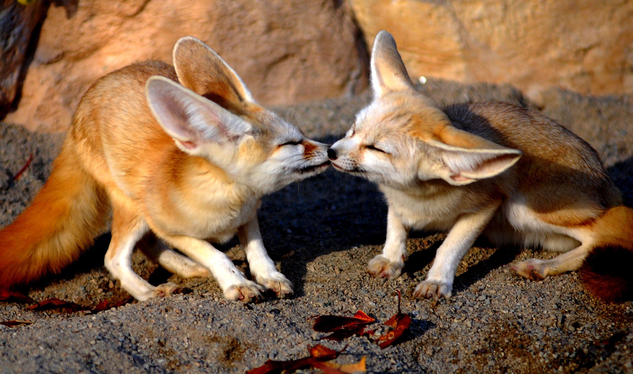 Fennec Fox Animal Wallpapers - Top Free Fennec Fox Animal Backgrounds - WallpaperAccess