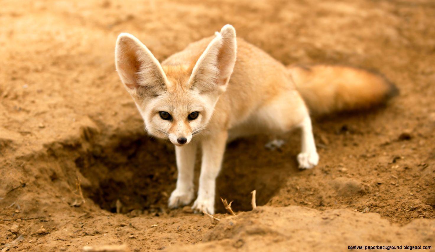 Fennec Fox Animal Wallpapers - Top Free Fennec Fox Animal Backgrounds ...