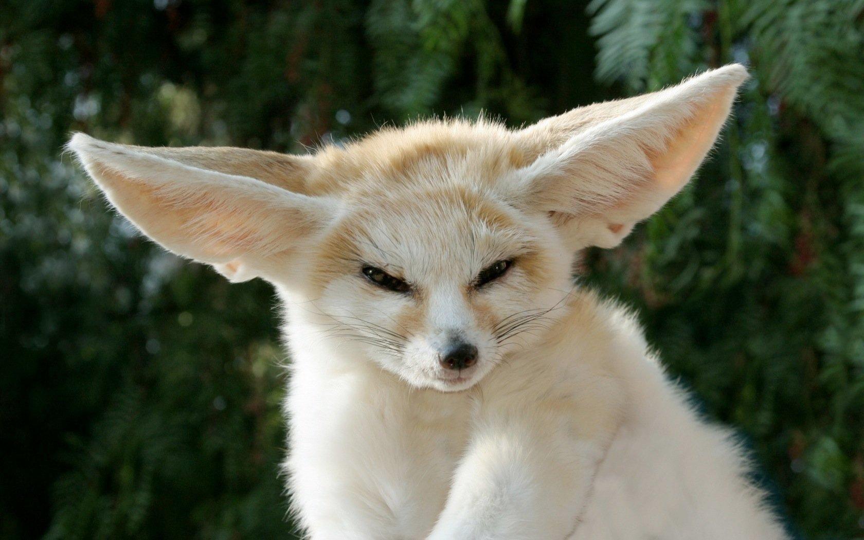 Fennec Fox Wallpapers - Top Free Fennec Fox Backgrounds - WallpaperAccess