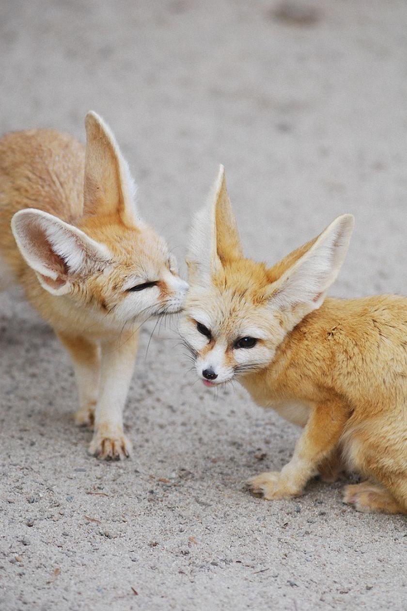 Fennec Fox Animal Wallpapers - Top Free Fennec Fox Animal Backgrounds - WallpaperAccess