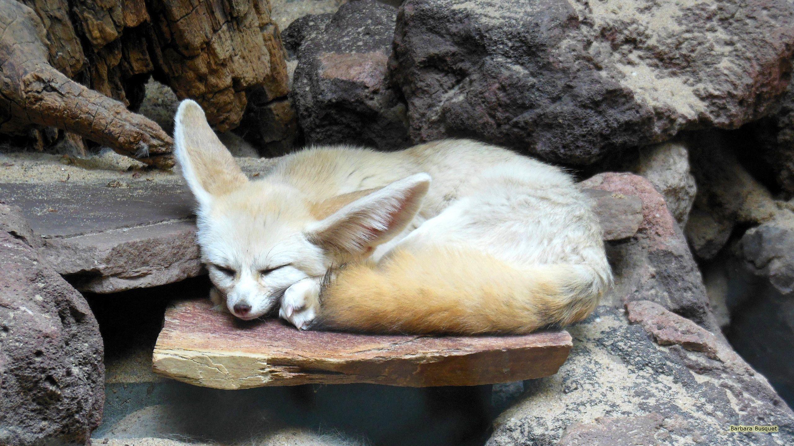 Fennec Fox Animal Wallpapers - Top Free Fennec Fox Animal Backgrounds ...