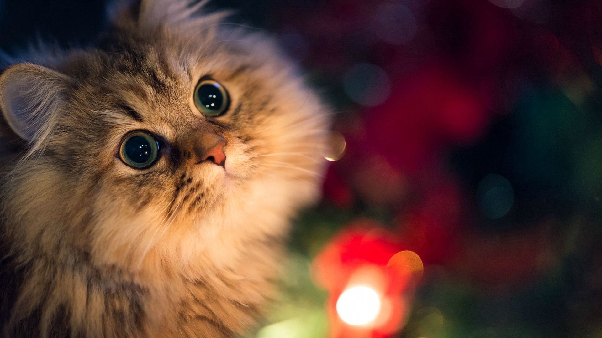 Fluffy Cat Wallpapers - Top Free Fluffy Cat Backgrounds - WallpaperAccess
