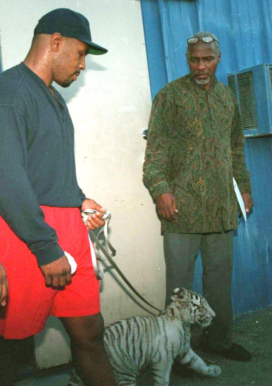 Mike Tyson Tiger Wallpapers - Top Free Mike Tyson Tiger Backgrounds ...