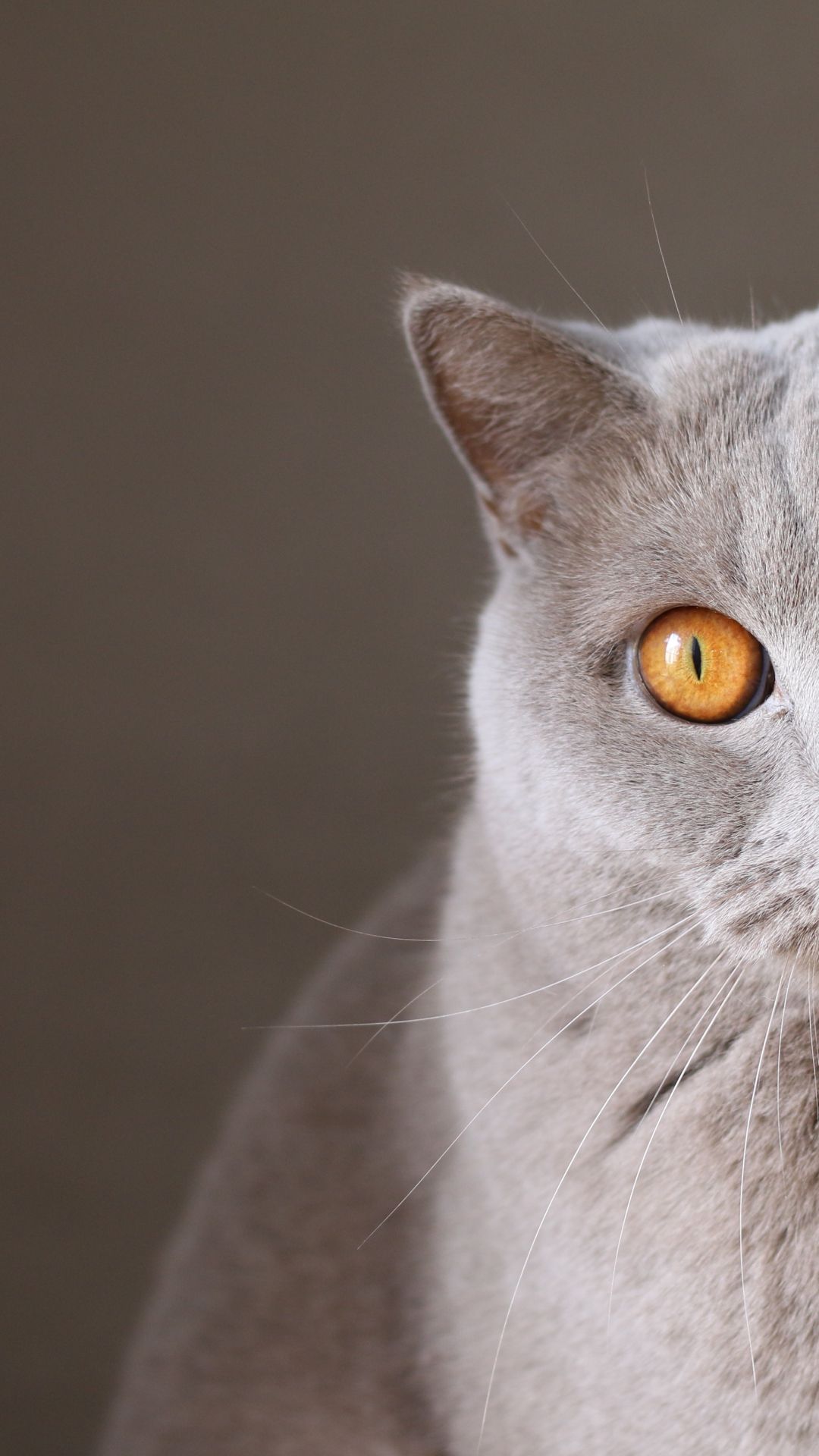 Cat Portrait Wallpapers - Top Free Cat Portrait Backgrounds ...