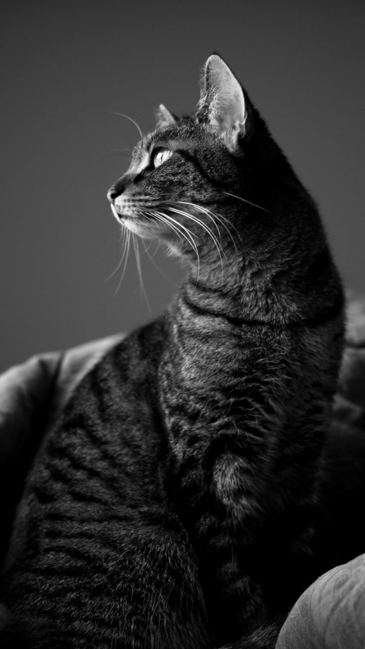 Cat Portrait Wallpapers - Top Free Cat Portrait Backgrounds ...