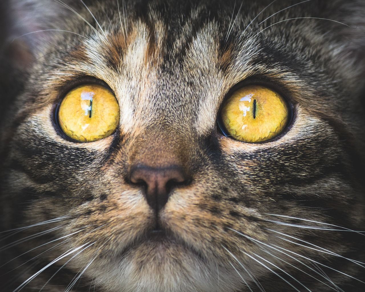 Cat Portrait Wallpapers - Top Free Cat Portrait Backgrounds ...