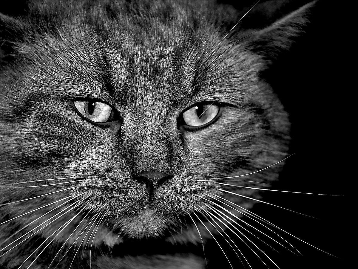 Cat Portrait Wallpapers - Top Free Cat Portrait Backgrounds ...