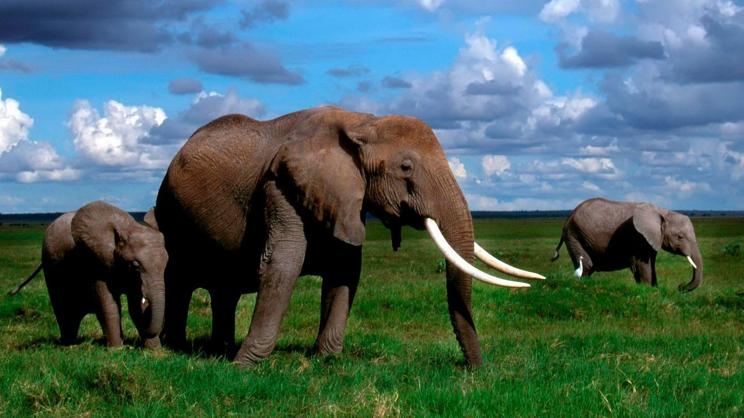 Cute Nature Animal Wallpapers - Top Free Cute Nature Animal Backgrounds ...