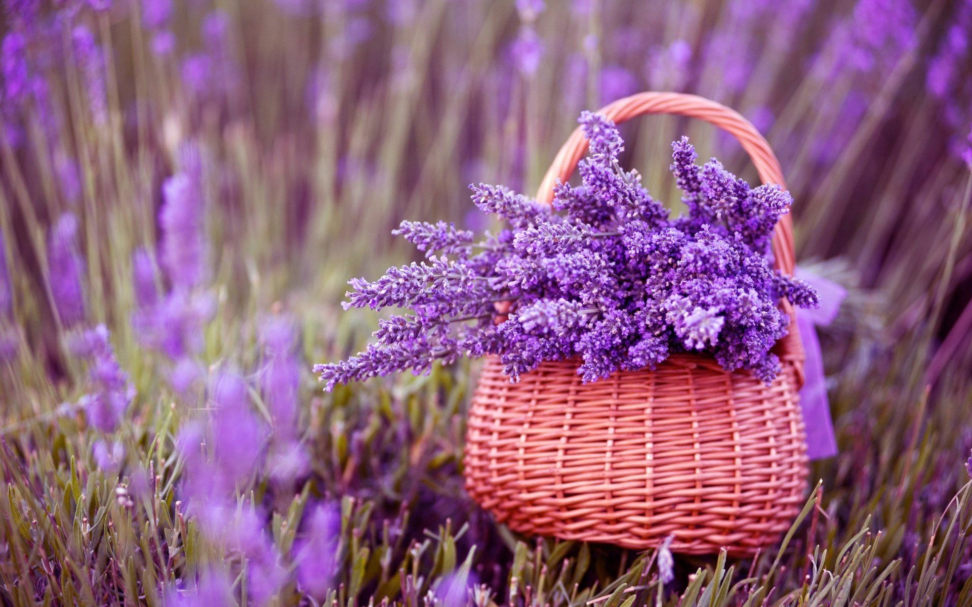 Flower Basket Wallpapers - Top Free Flower Basket Backgrounds ...