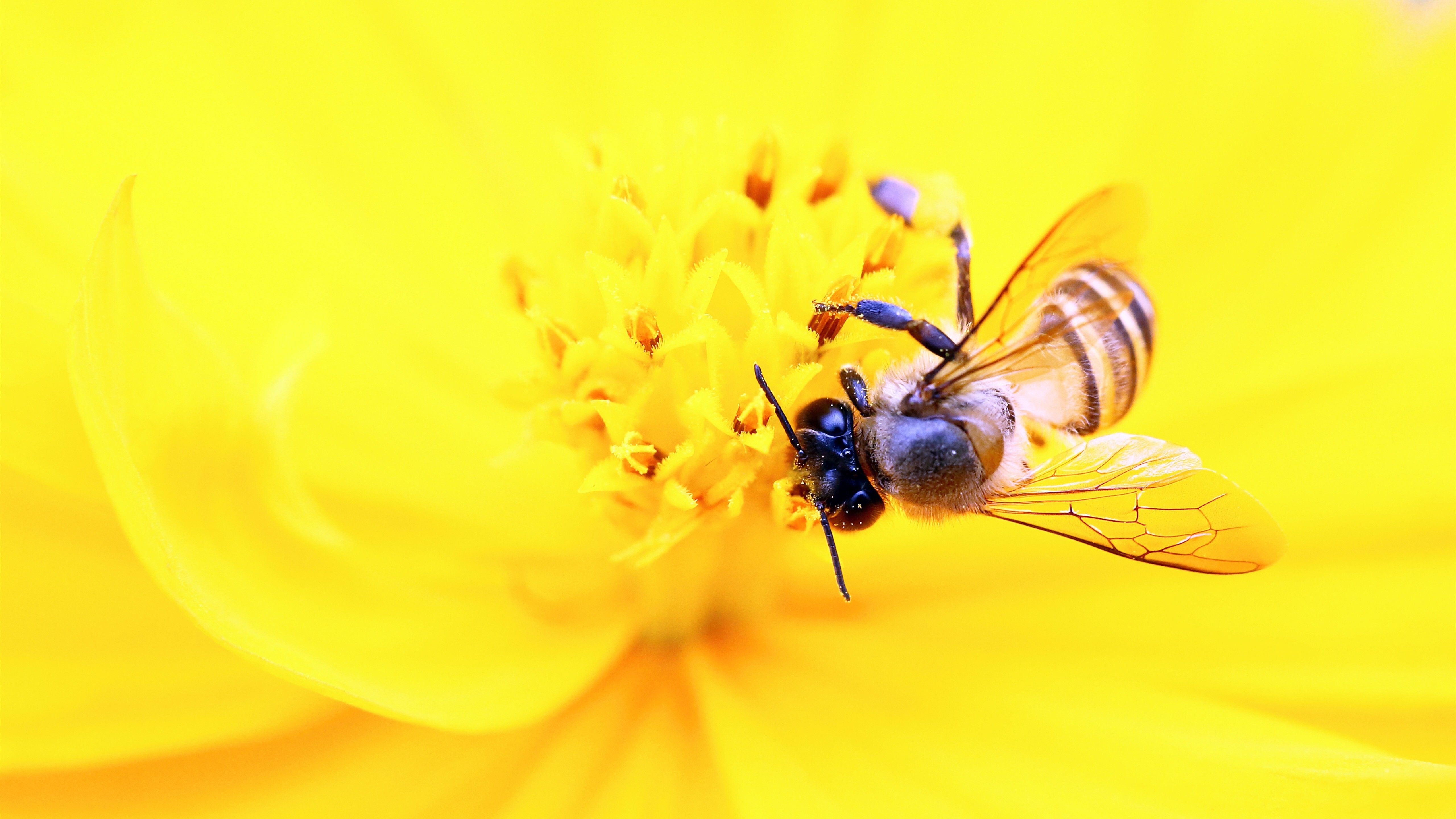 Smell Wallpapers - Top Free Smell Backgrounds - WallpaperAccess